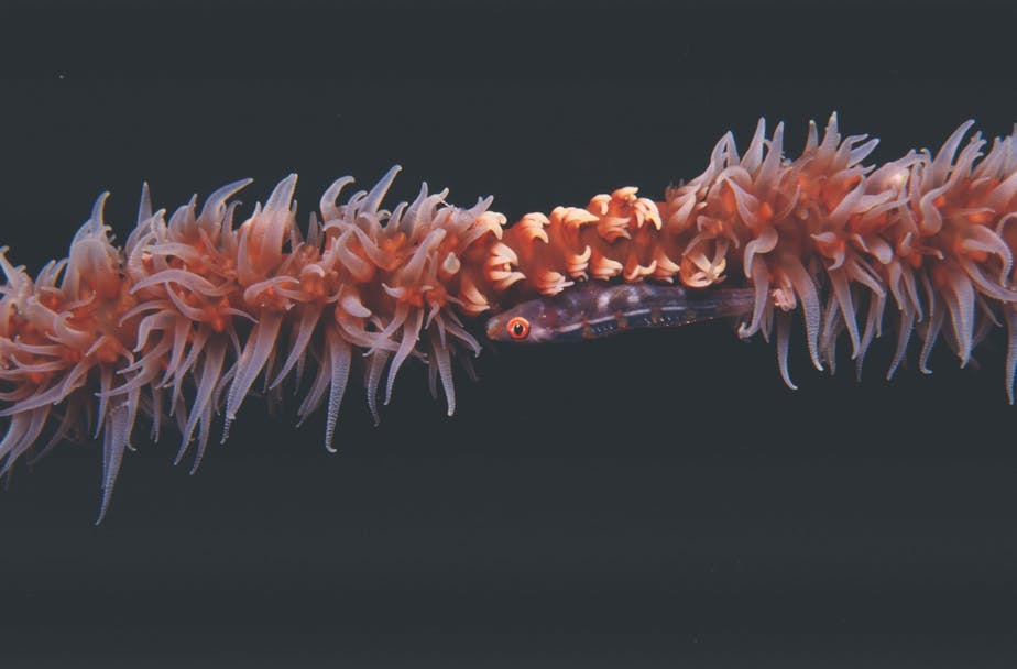 Great Detached Reef | Cairns & Great Barrier Reef