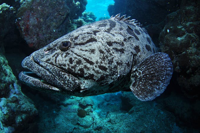 Cod Hole Dive Site | Cairns & Great Barrier Reef
