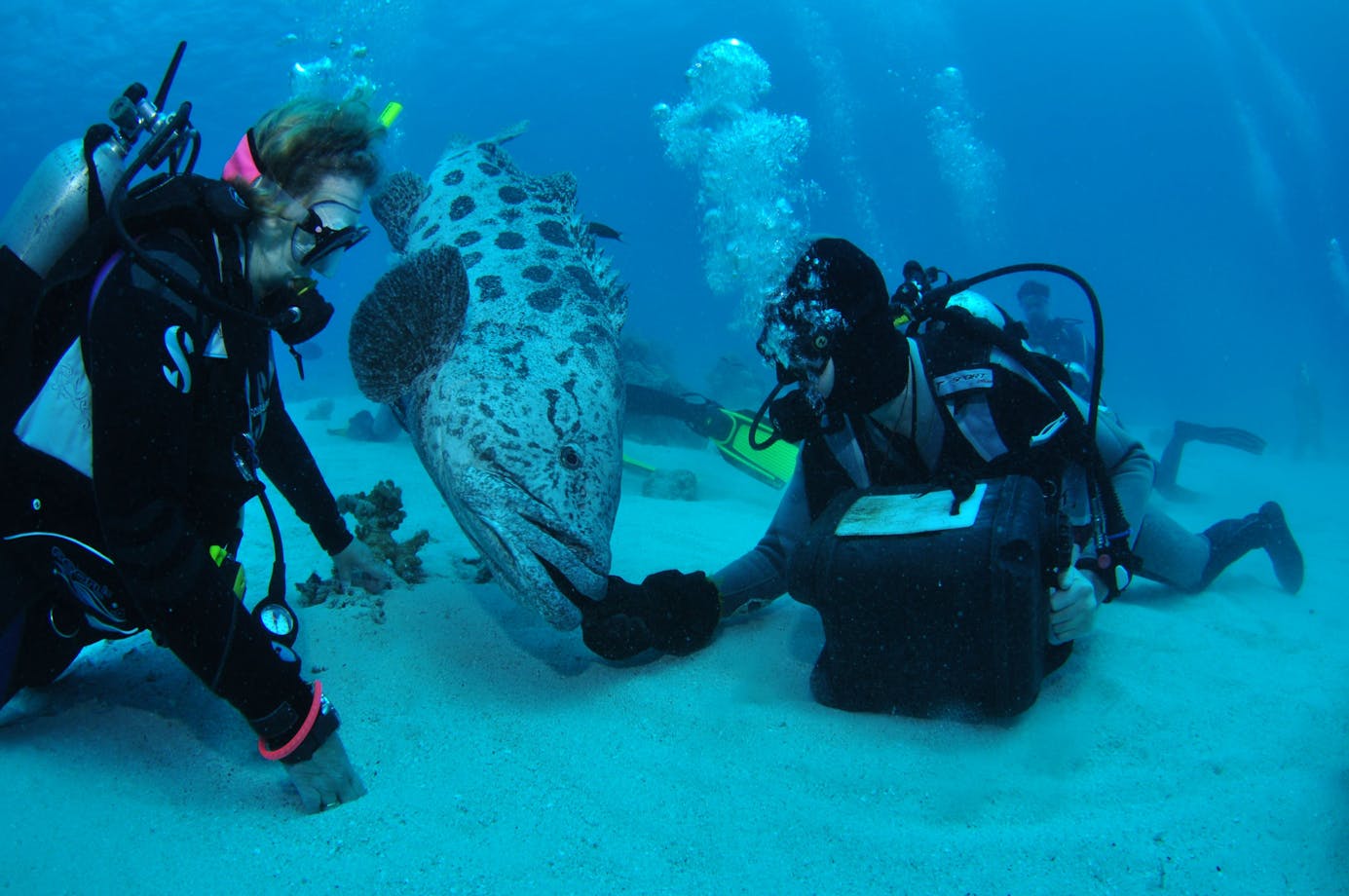 Cod Hole Dive Site | Cairns & Great Barrier Reef