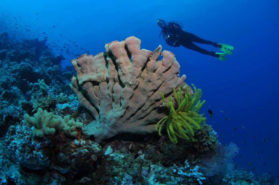 Pixie Pinnacle Dive Site | Cairns & Great Barrier Reef