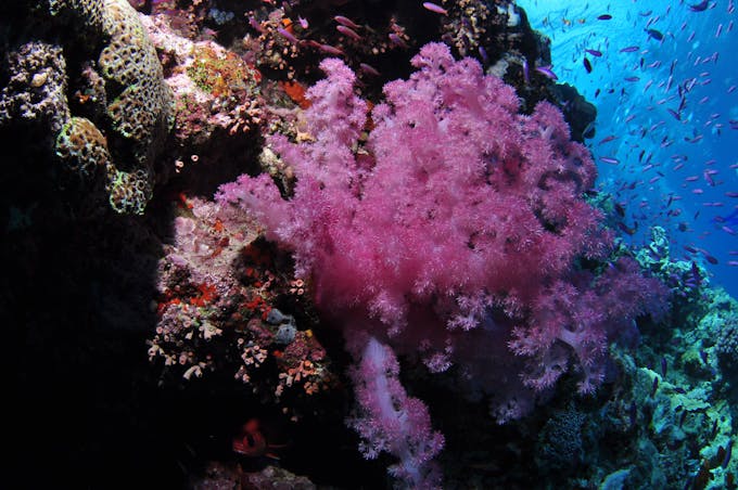 Pixie Pinnacle Dive Site | Cairns & Great Barrier Reef