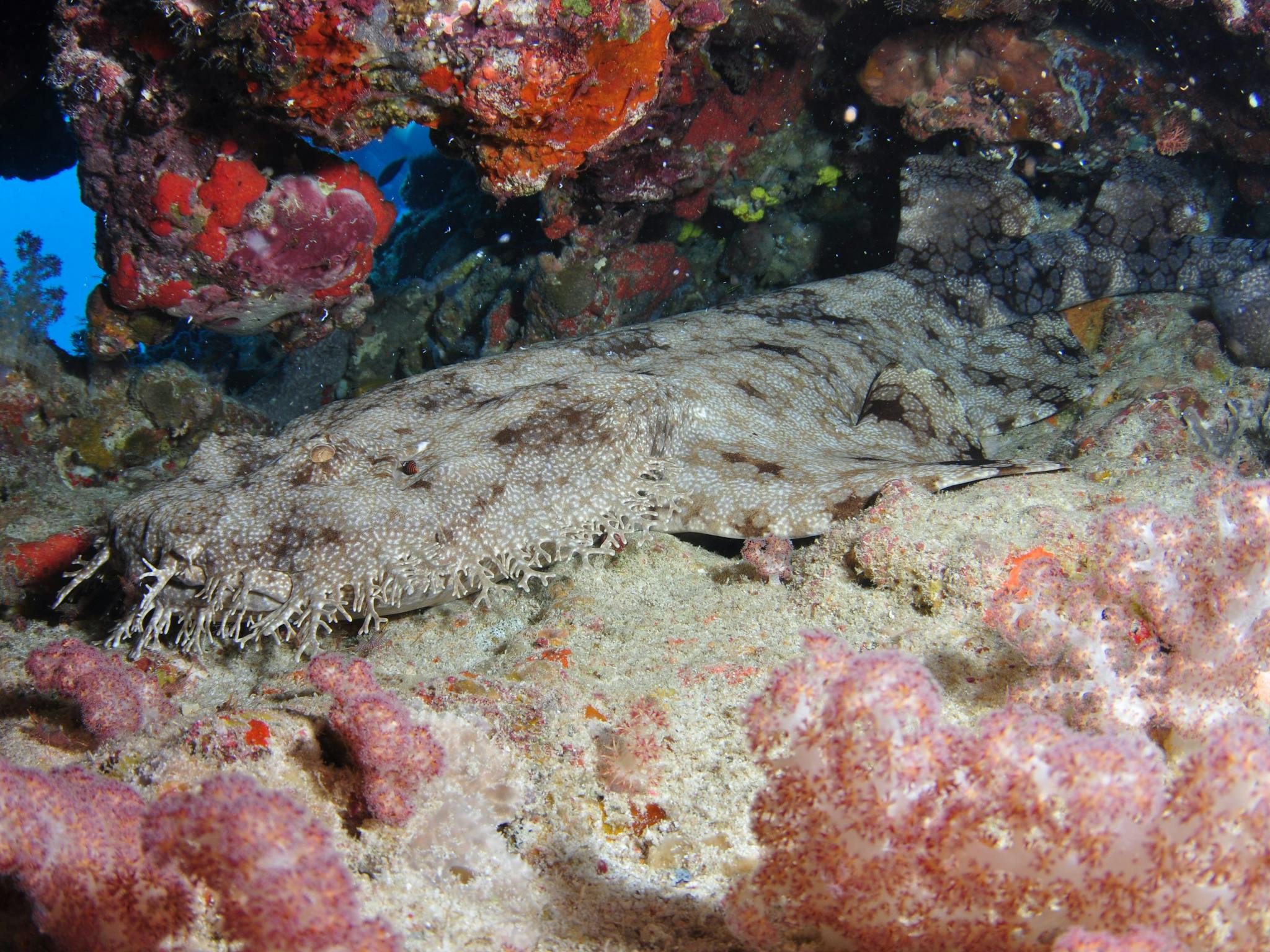 Lighthouse Bommies Dive Site | Attractions | Queensland