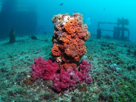HMAS Brisbane Dive Site | Visit Sunshine Coast
