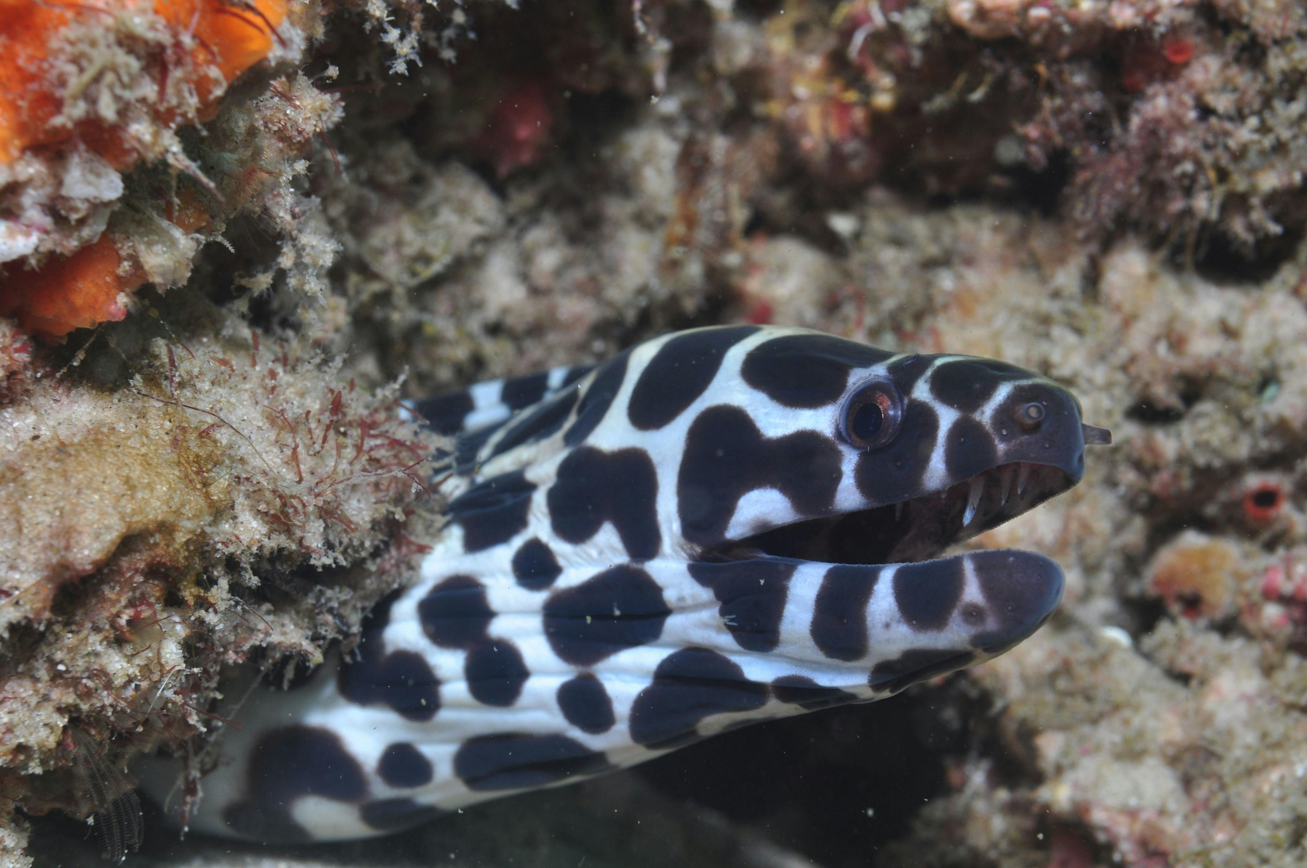 Curtin Artificial Reef Dive Site