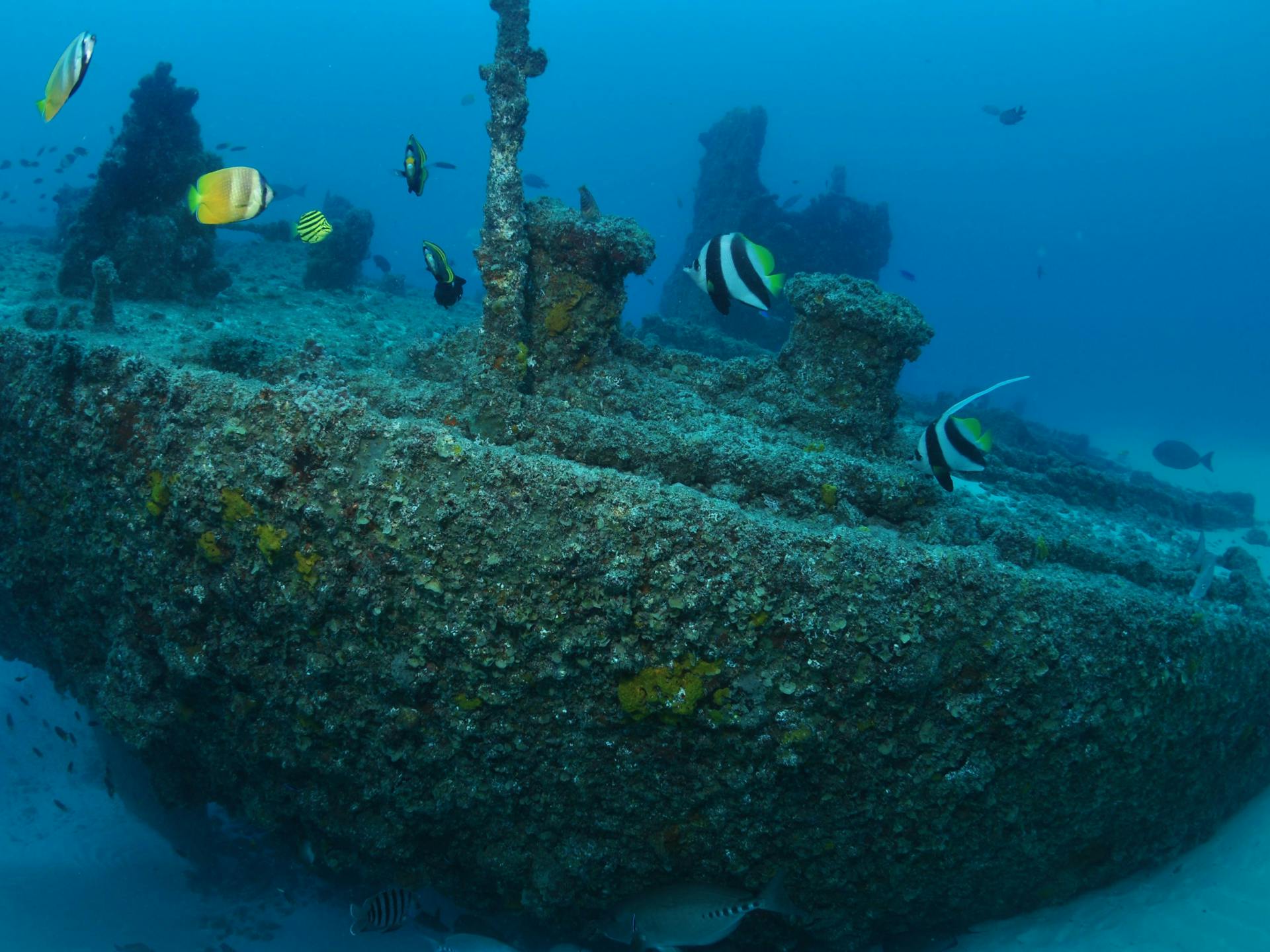Curtin Artificial Reef Dive Site in Moreton Island - The Fold: Your ...