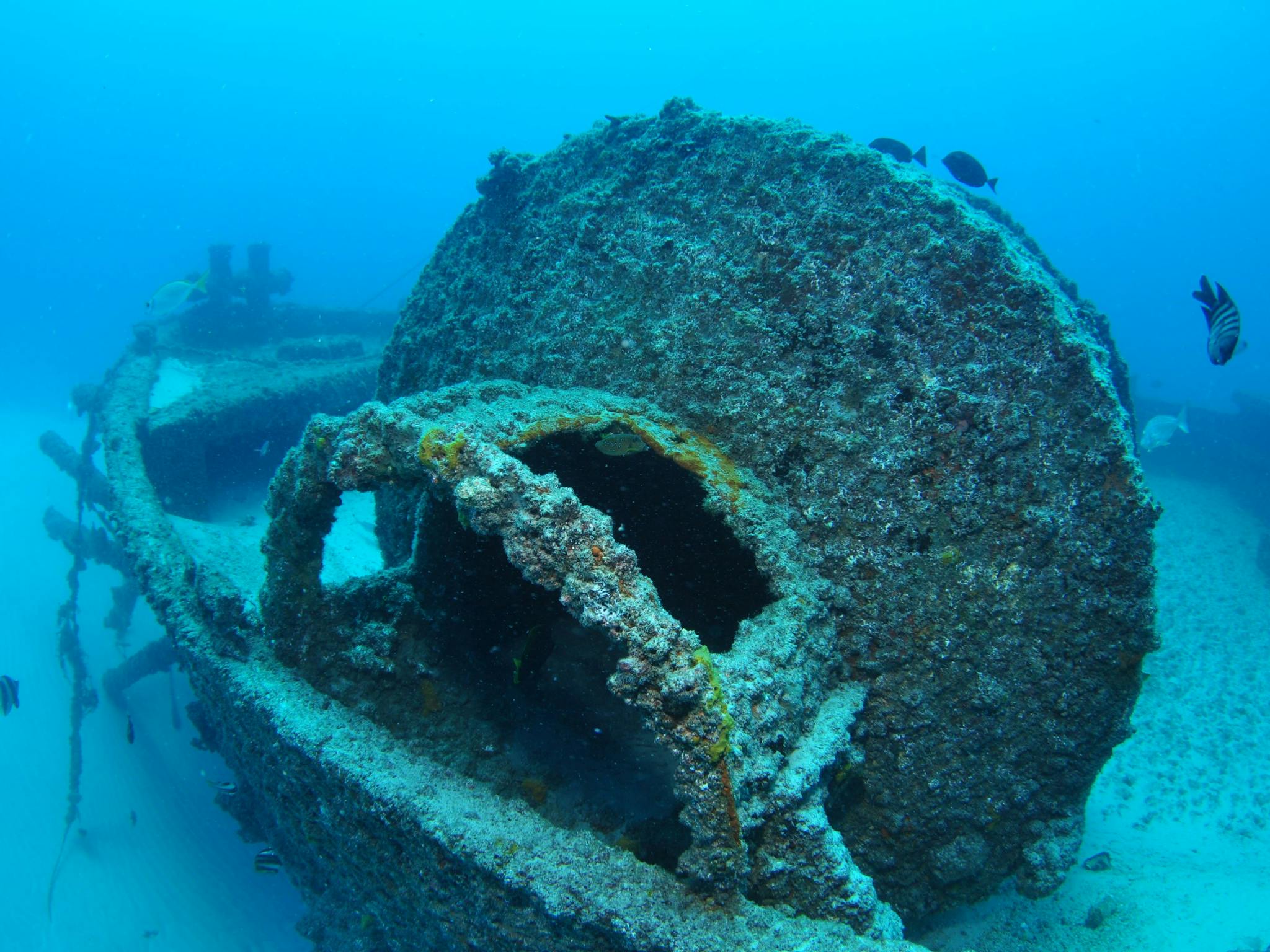 Curtin Artificial Reef Dive Site in Moreton Island - The Fold: Your ...