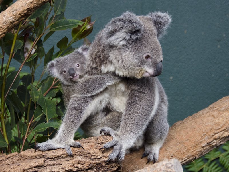 WILD LIFE Sydney Zoo | Darling Harbour Attraction