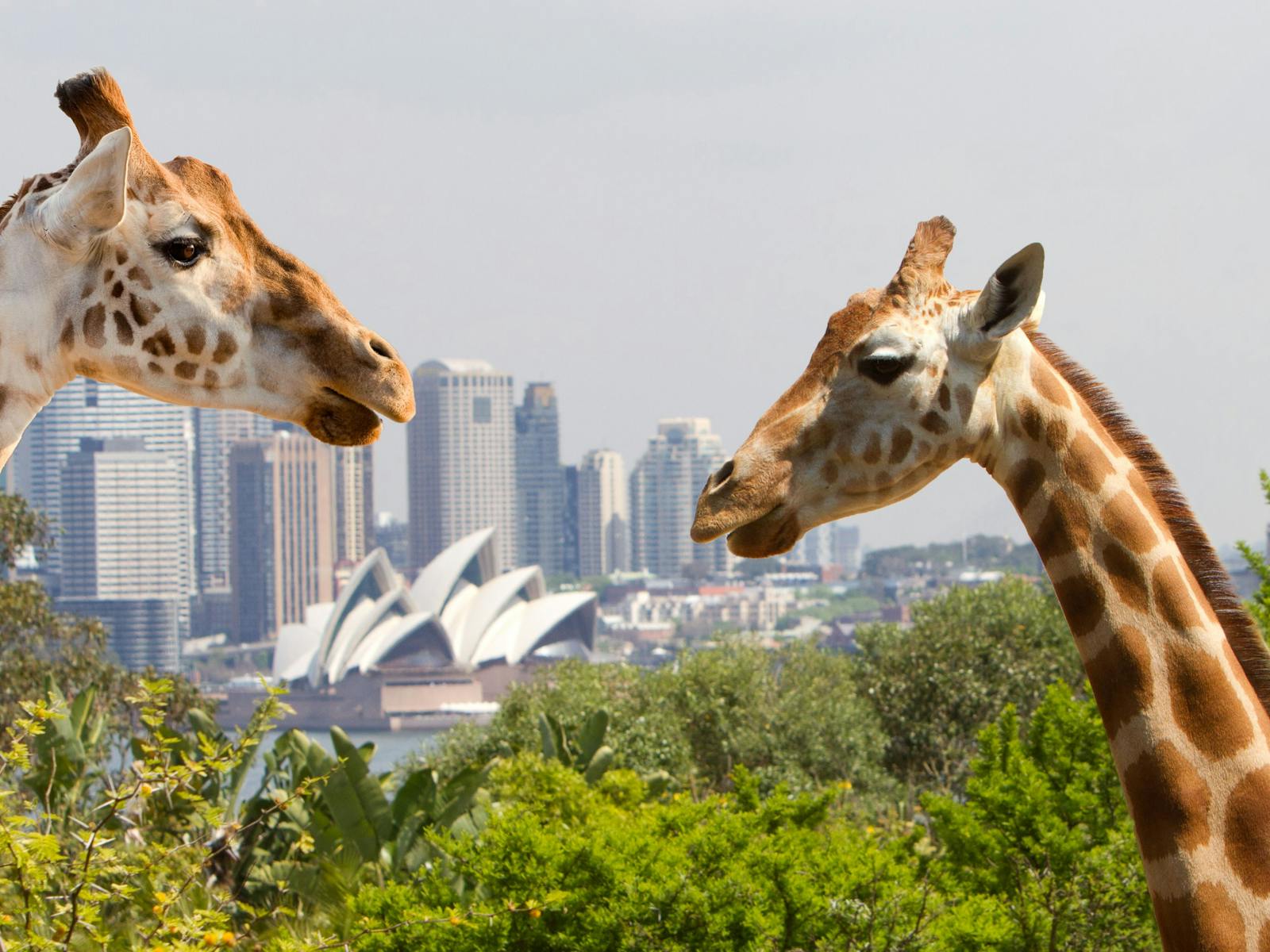 Taronga Zoo Sydney | Sydney, Australia - Official Travel ...
