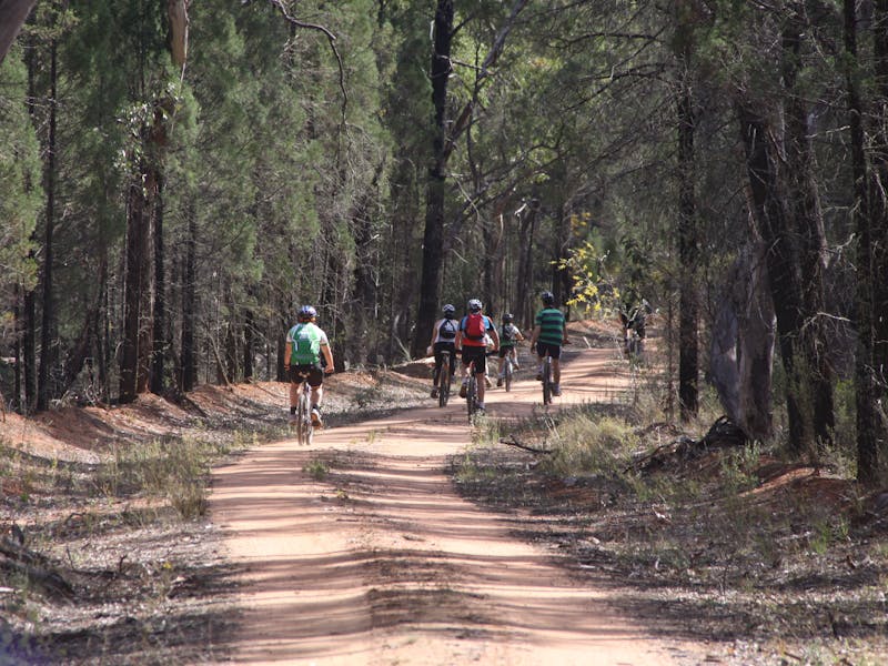 Pilliga Forest | NSW Holidays & Accommodation, Things to Do ...