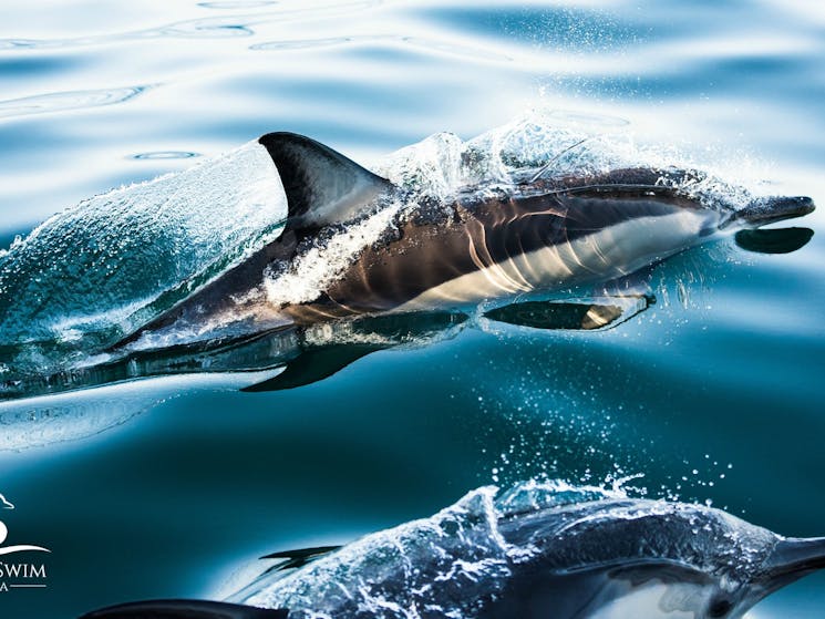 Wild Dolphin Watch | NSW Holidays & Accommodation, Things to Do ...