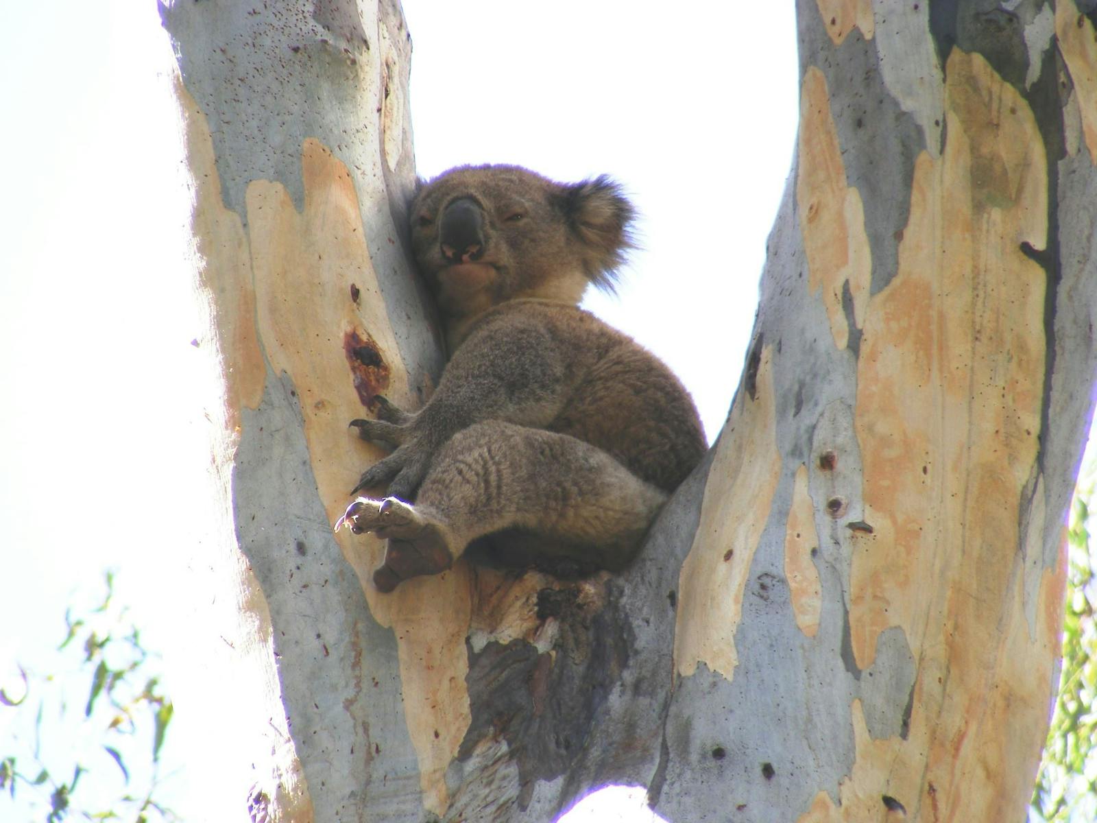 Narrandera Koala Festival | NSW Holidays & Accommodation, Things to Do ...