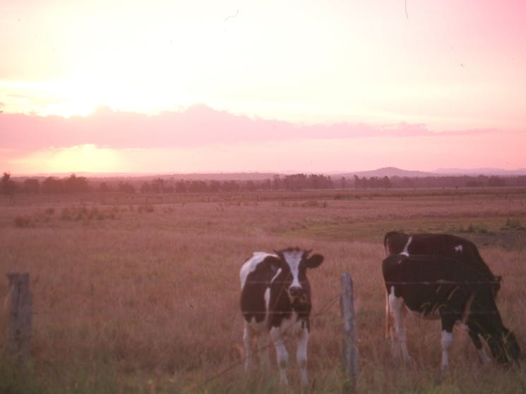 Pyree | NSW Holidays & Accommodation, Things to Do, Attractions and Events