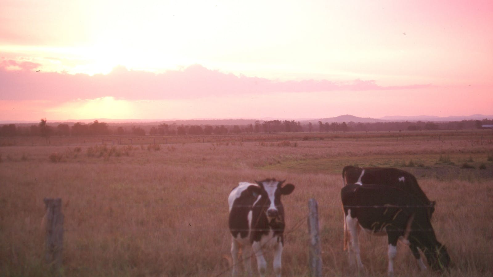 Pyree - Shoalhaven - South Coast NSW