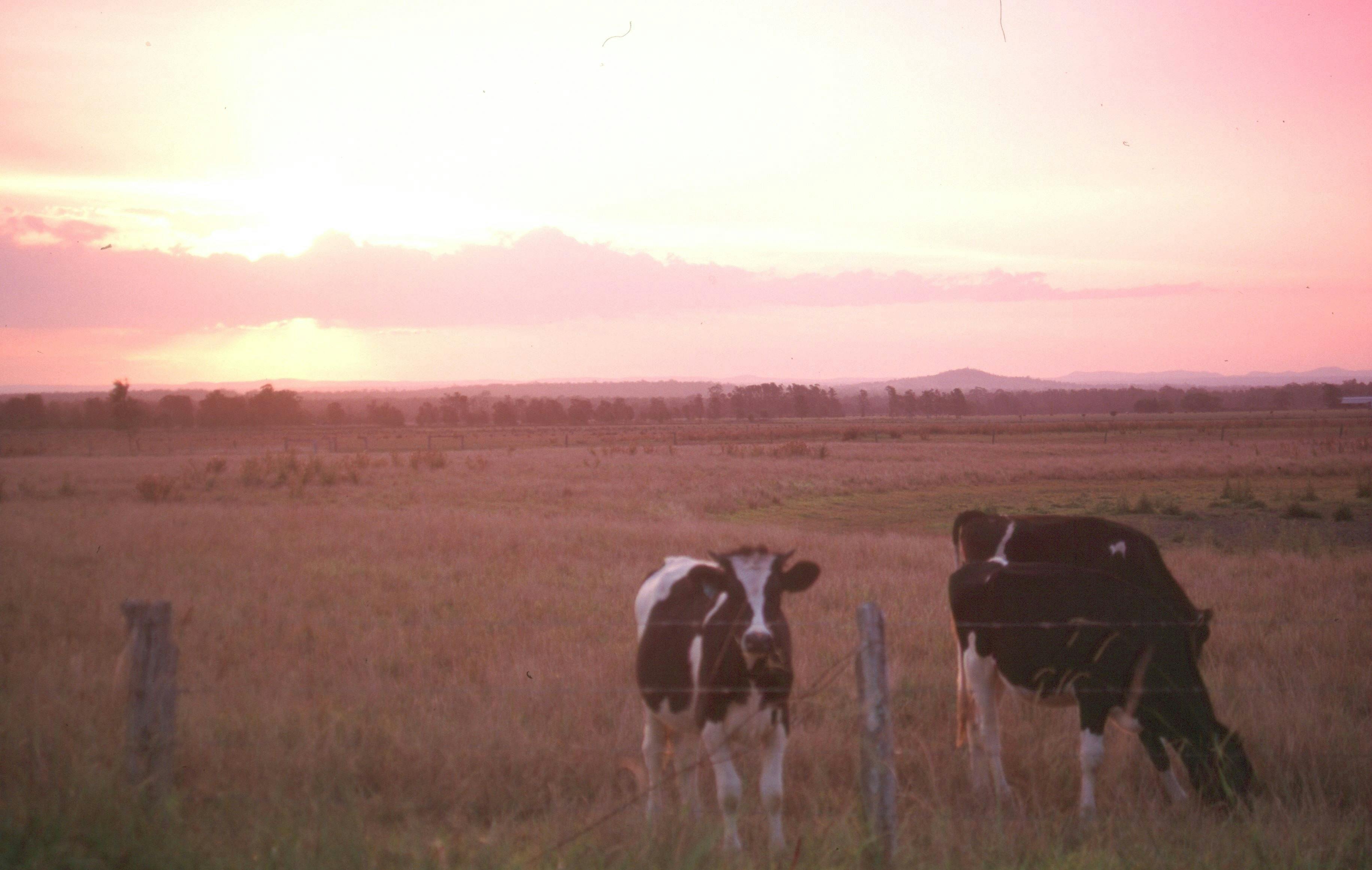 Pyree | NSW Holidays & Accommodation, Things to Do, Attractions and Events