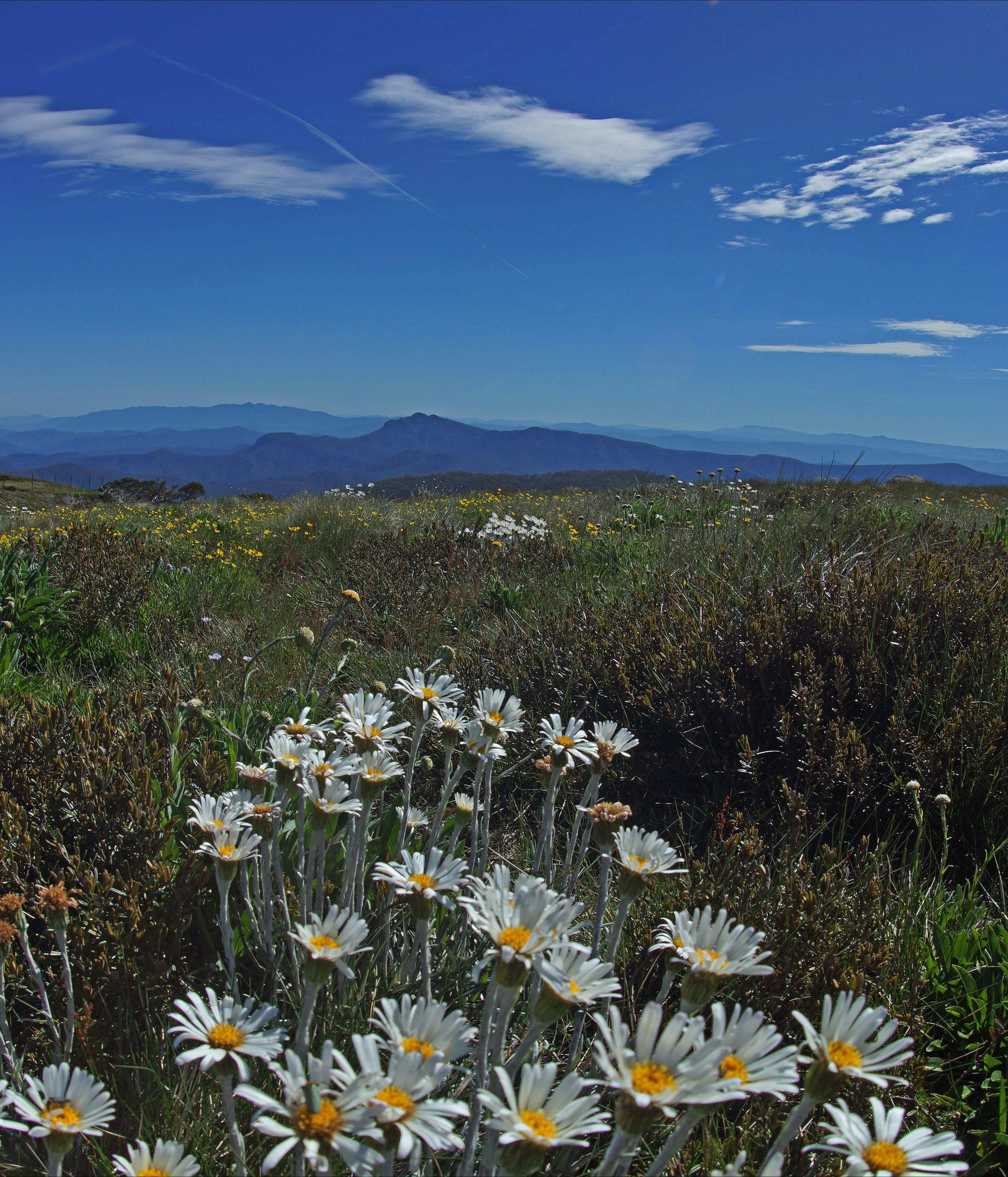 Mt Stirling Alpine Resort - Victoria's High Country