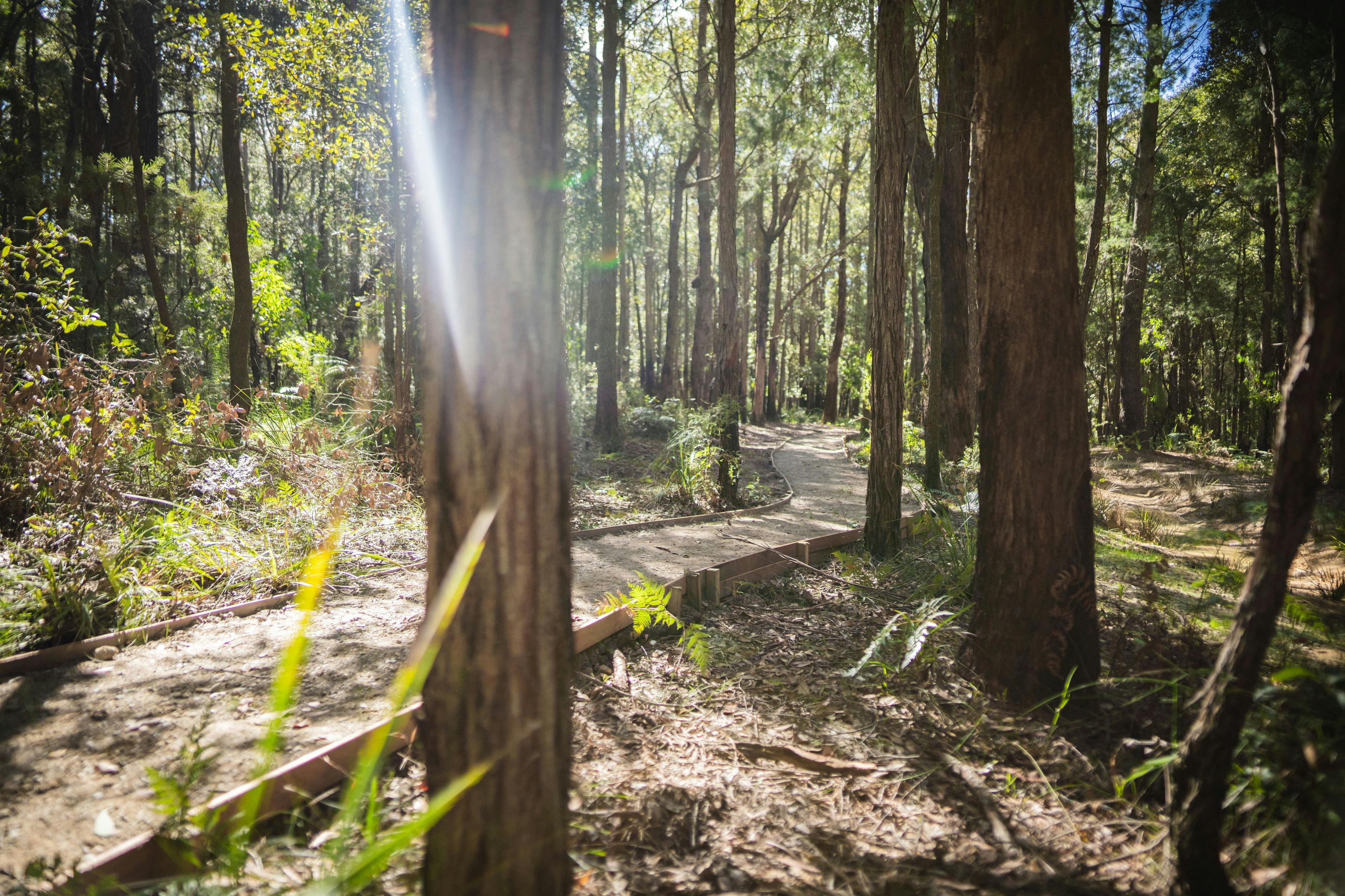 Olney State Forest - Watagan Mountains | NSW Holidays & Accommodation ...