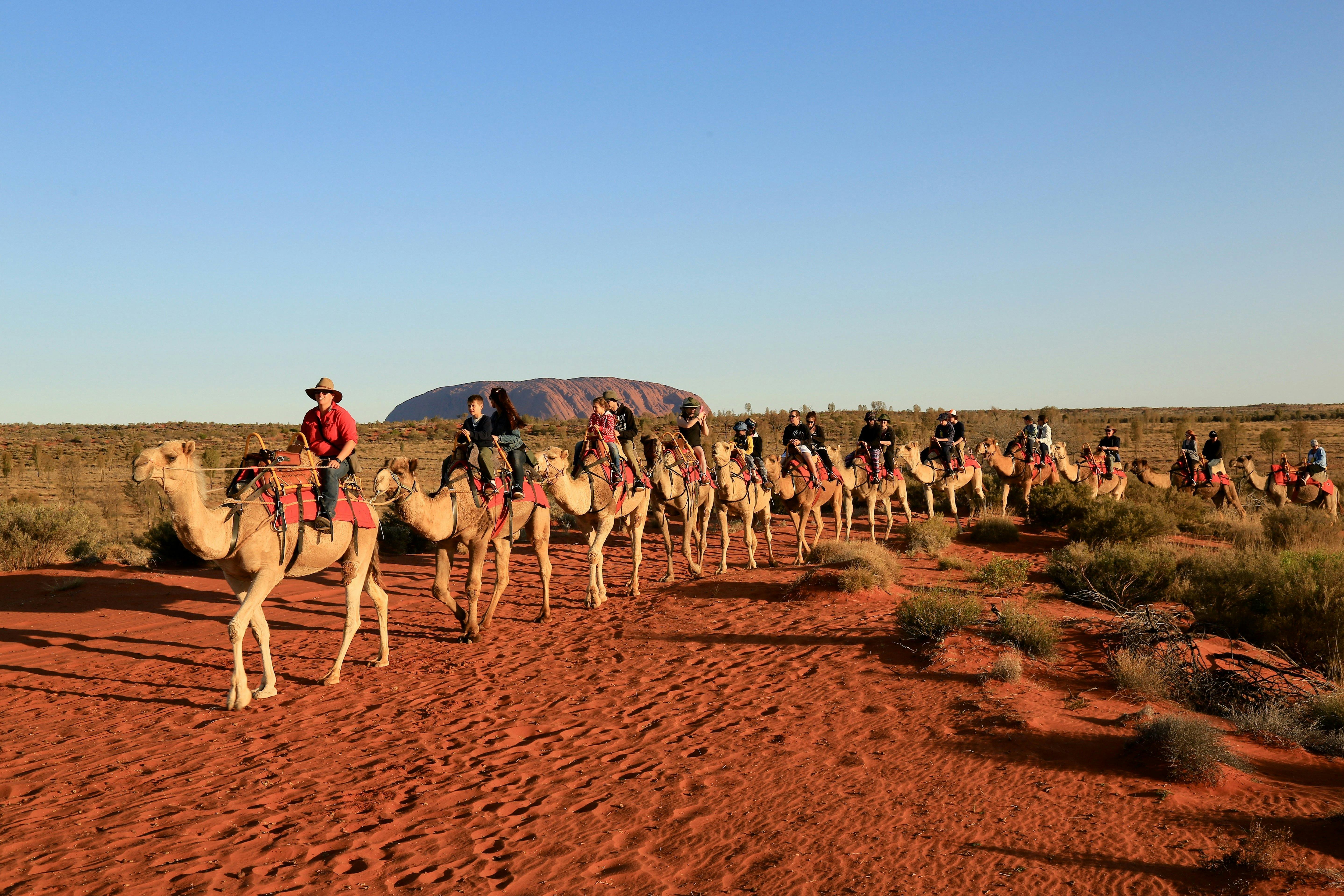 Camel Express | tour by Uluru Camel Tours
