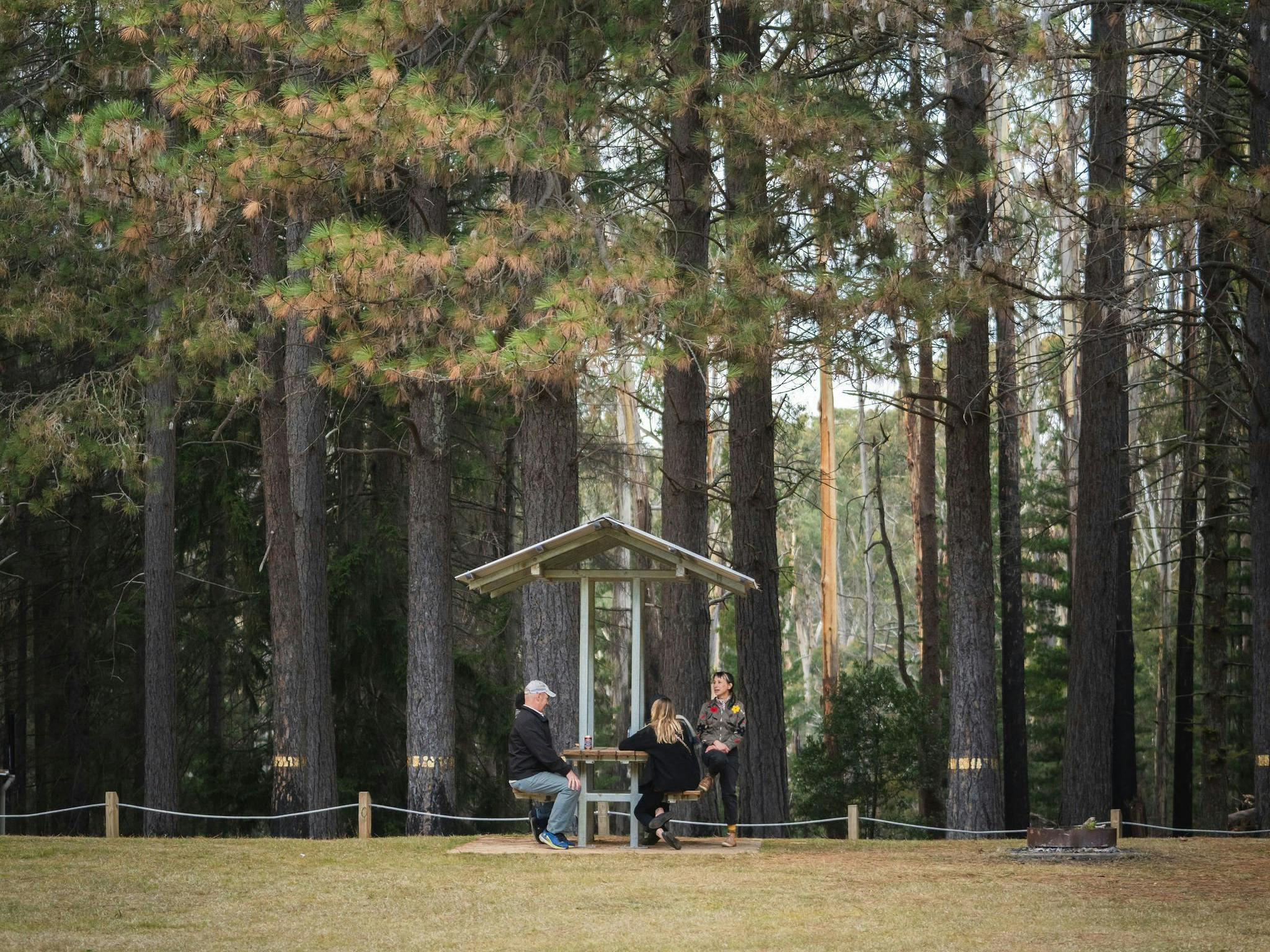 Pilot Hill Arboretum, Bago State Forest | Snowy Mountains