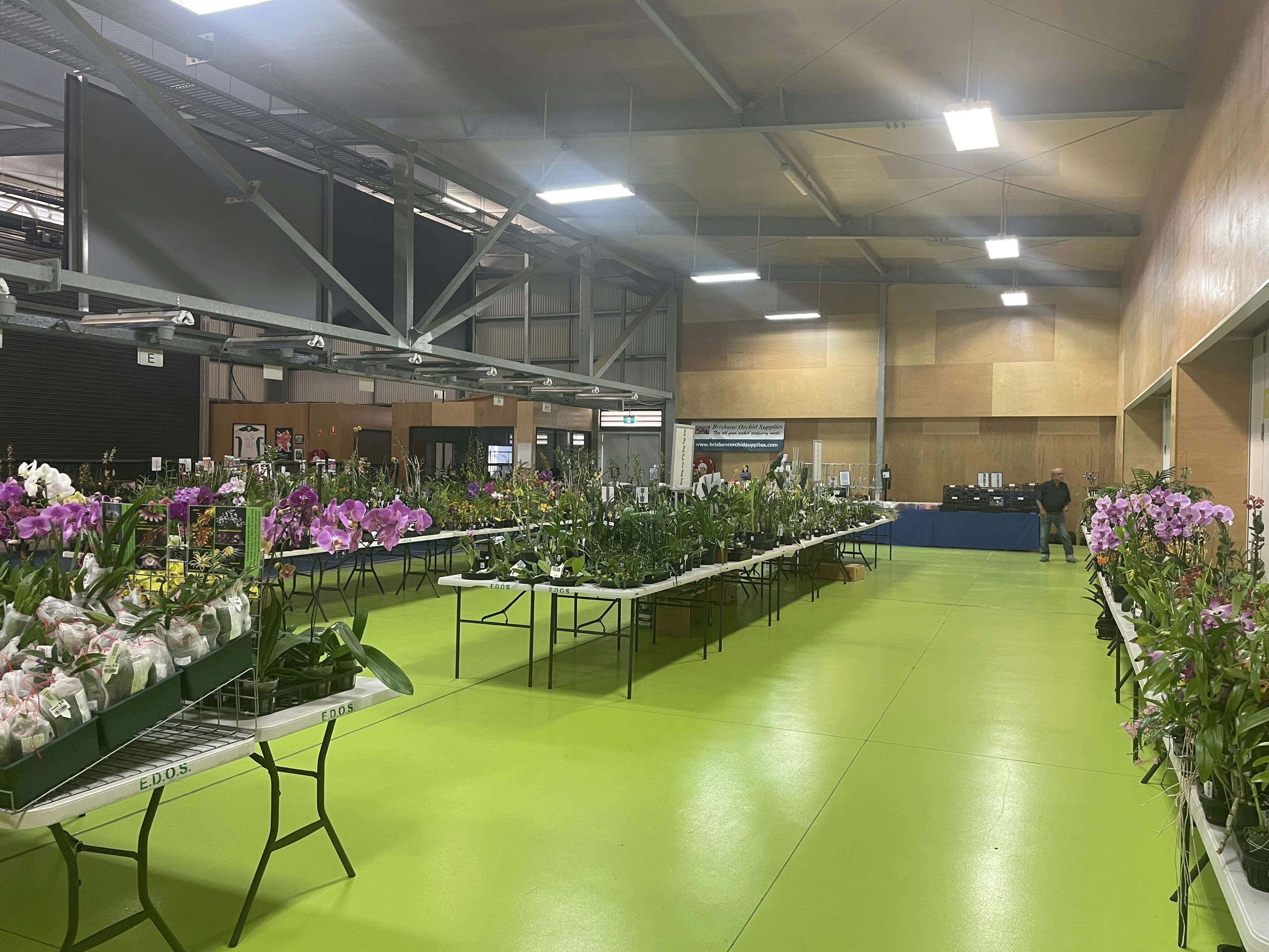 Queensland Orchid Society Orchid Show