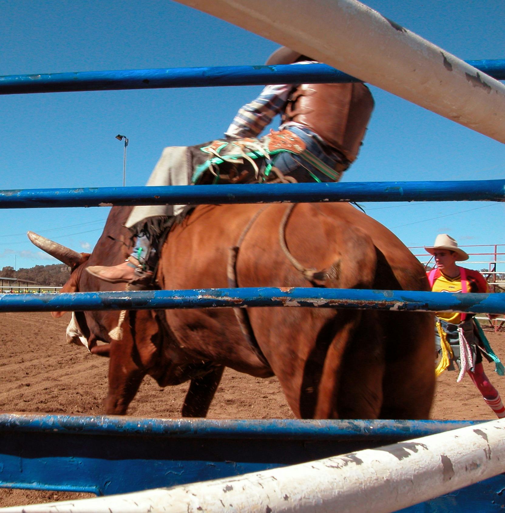 Dungog Rodeo | NSW Holidays & Accommodation, Things to Do, Attractions ...