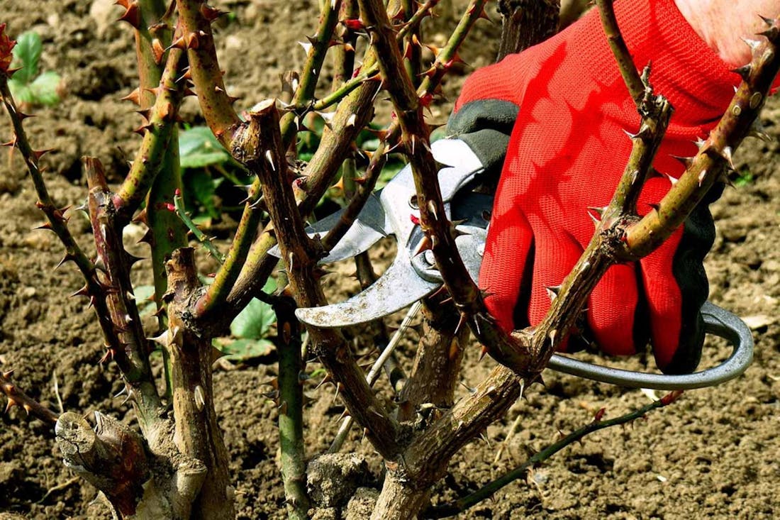 Rose Pruning Demonstrations - Penola, Event | South Australia
