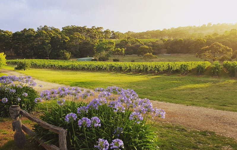 Longview Vineyard Accommodation - Macclesfield, Accommodation | S...