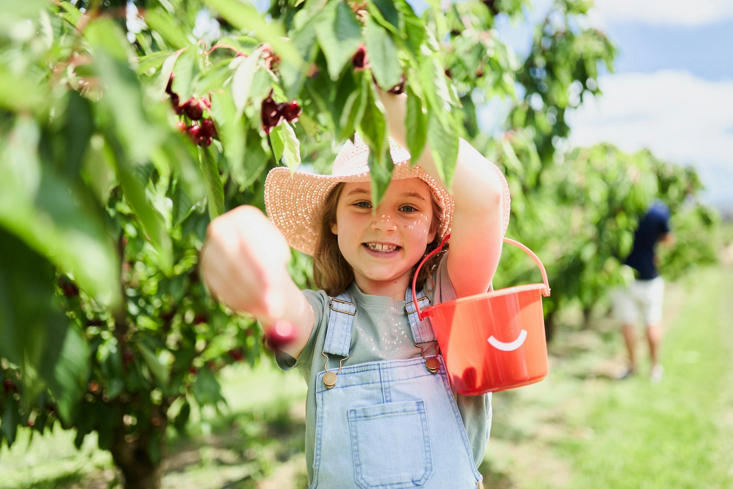 Cherry Picking at CherryHill Orchards - Coldstream in Coldstream - The Fold: Your Guide to ...