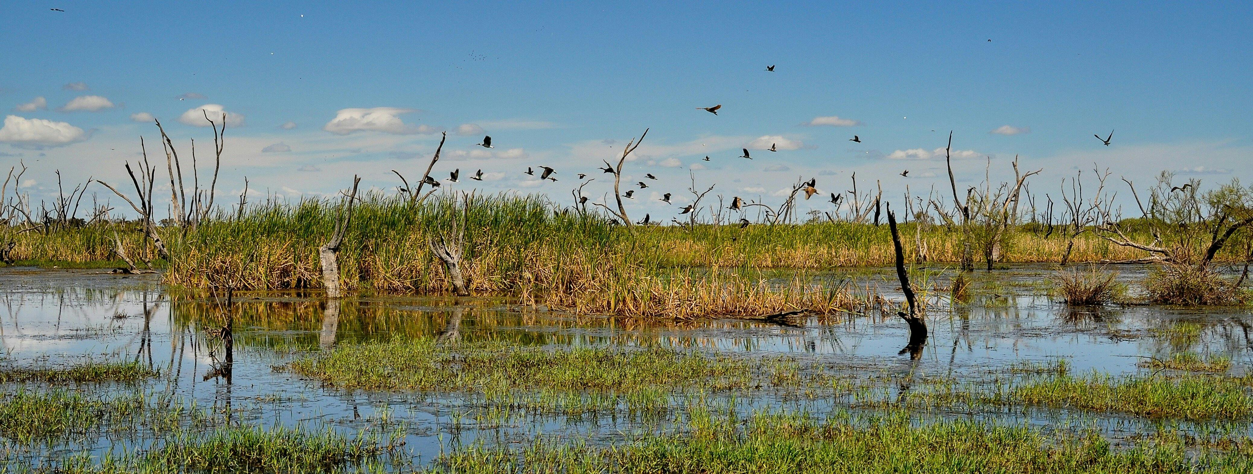 Gwydir Wetlands State Conservation Area Moree | NSW Holidays ...