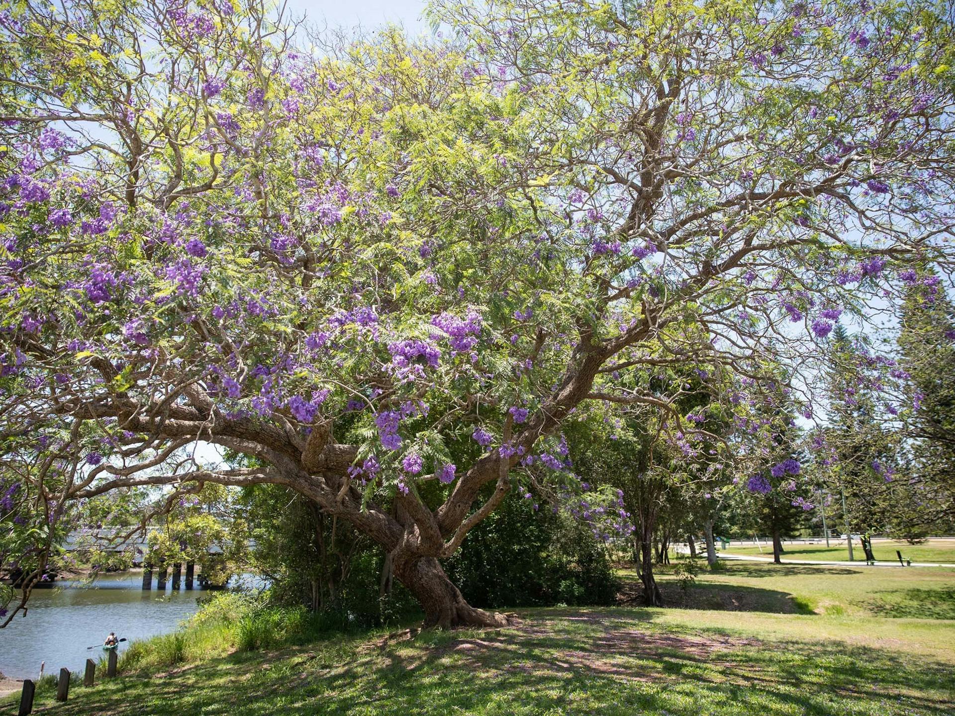 Leis Park in Lawnton - The Fold: Your Guide to Everything Regional ...