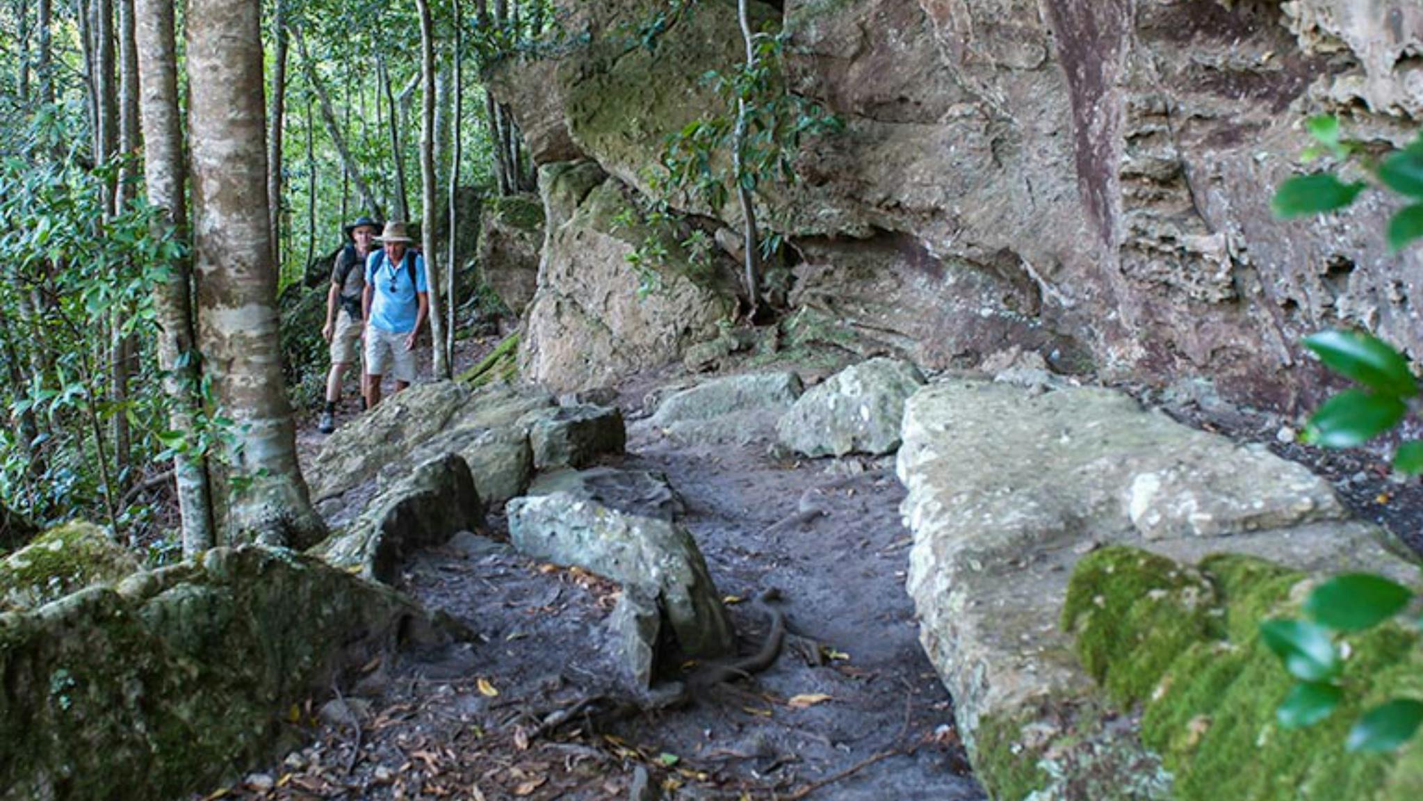 George Boyd Rainforest Walking Track in Twelve Mile Peg - The Fold ...