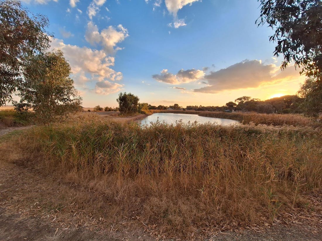 Freeling Wetlands Walk - Freeling, Attraction | South Australia