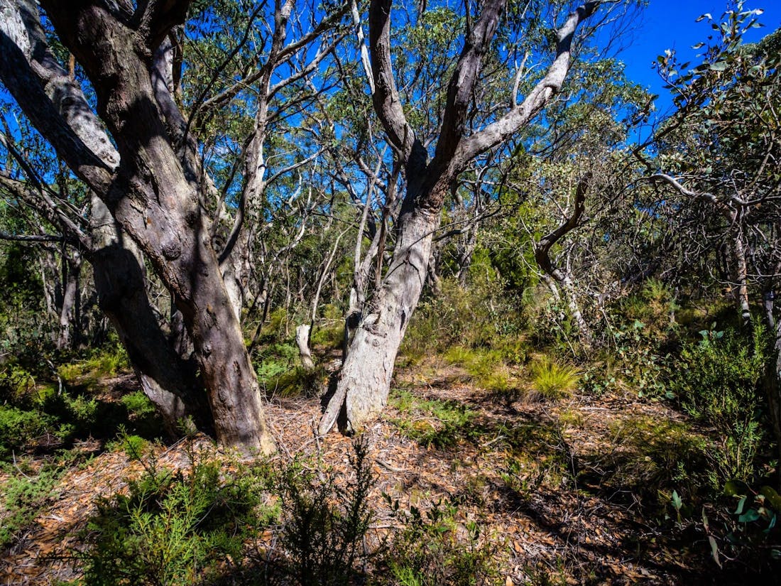 Kyeema Conservation Park - Kuitpo Colony, Attraction | South Australia
