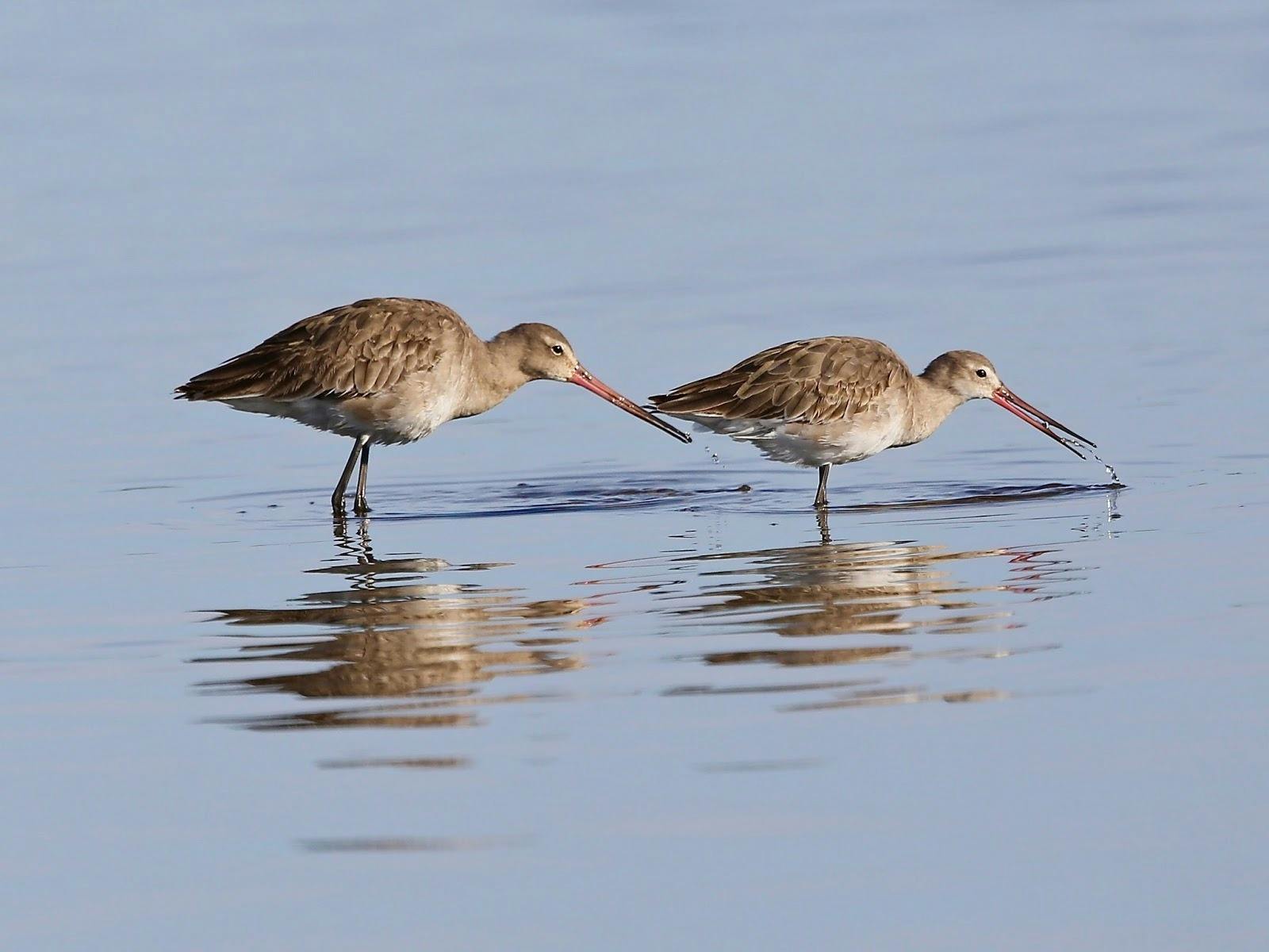Welcome Back the Birds | Browse and Book Nearby Caravan Parks