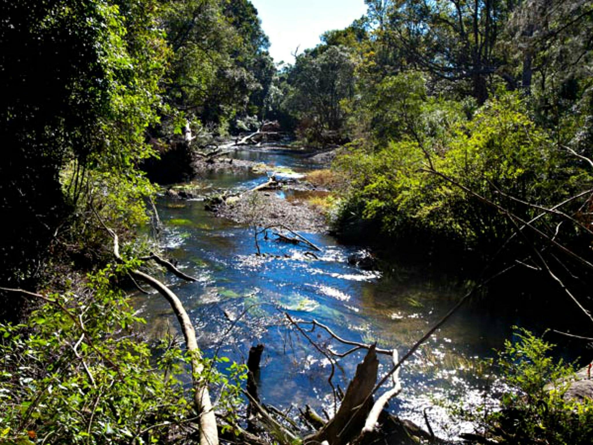 Rainforest Walk | NSW Holidays & Accommodation, Things to Do ...