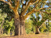 Giant Gum Tree - Orroroo, Attraction | South Australia