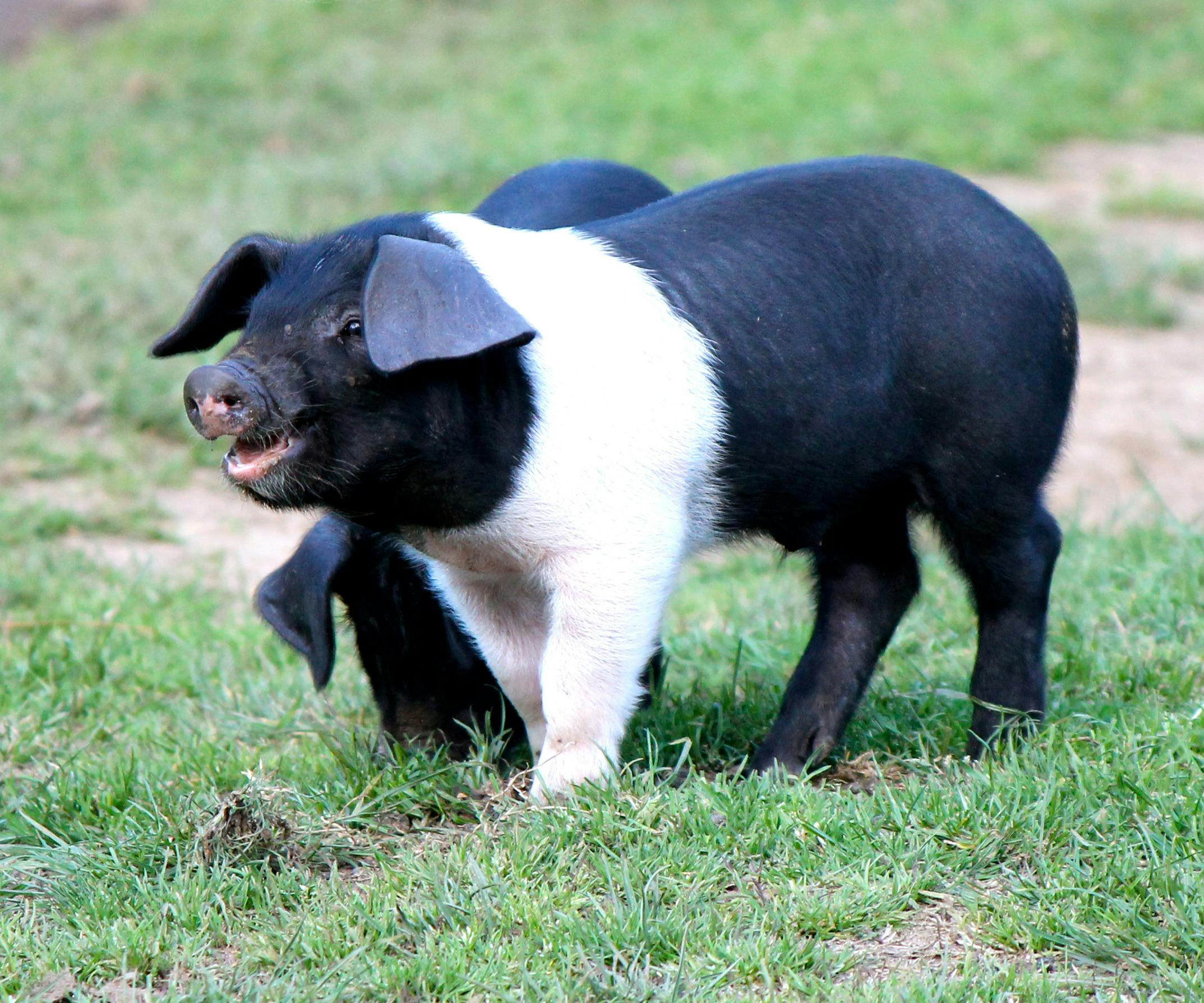 Redleaf Farm Tour | NSW Holidays & Accommodation, Things to Do, Attractions and Events