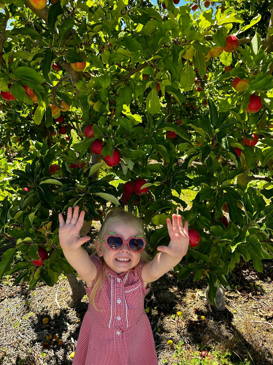 @Lenswood Pick Your Own Apples - Lenswood, Attraction | South Aus...