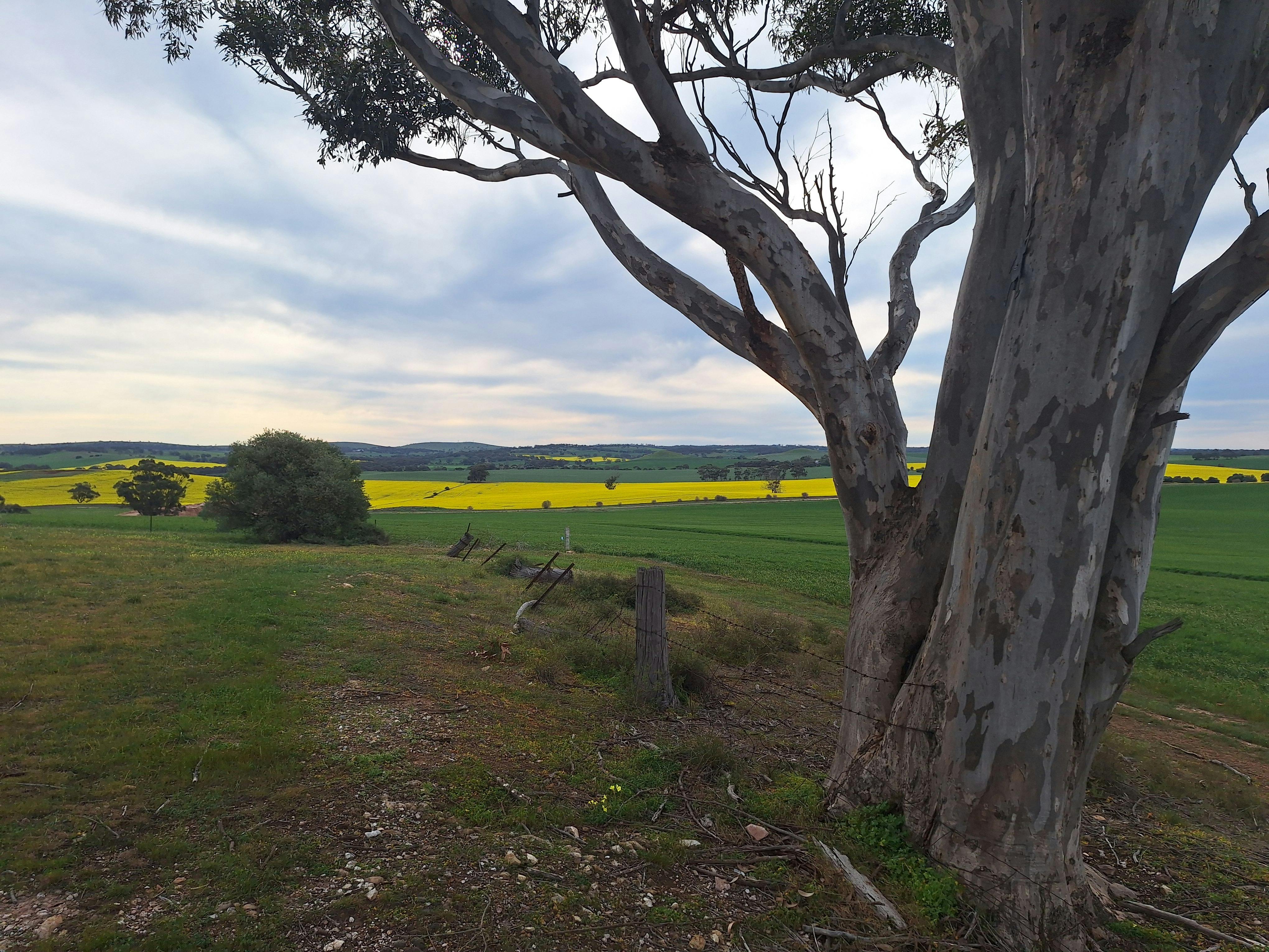 Gundry's Hill Lookout - Barossa