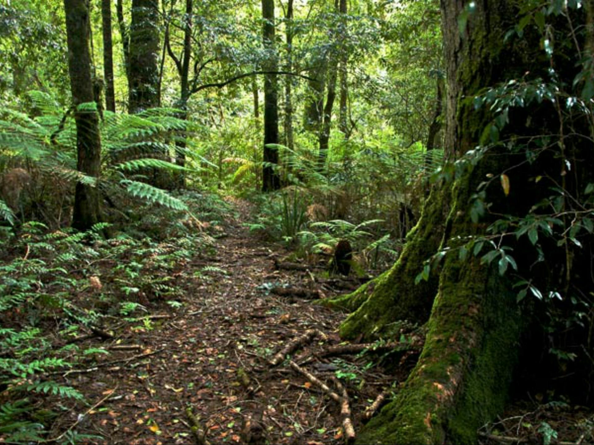 Antarctic Beech Forest walking track in Berrico - The Fold: Your Guide ...