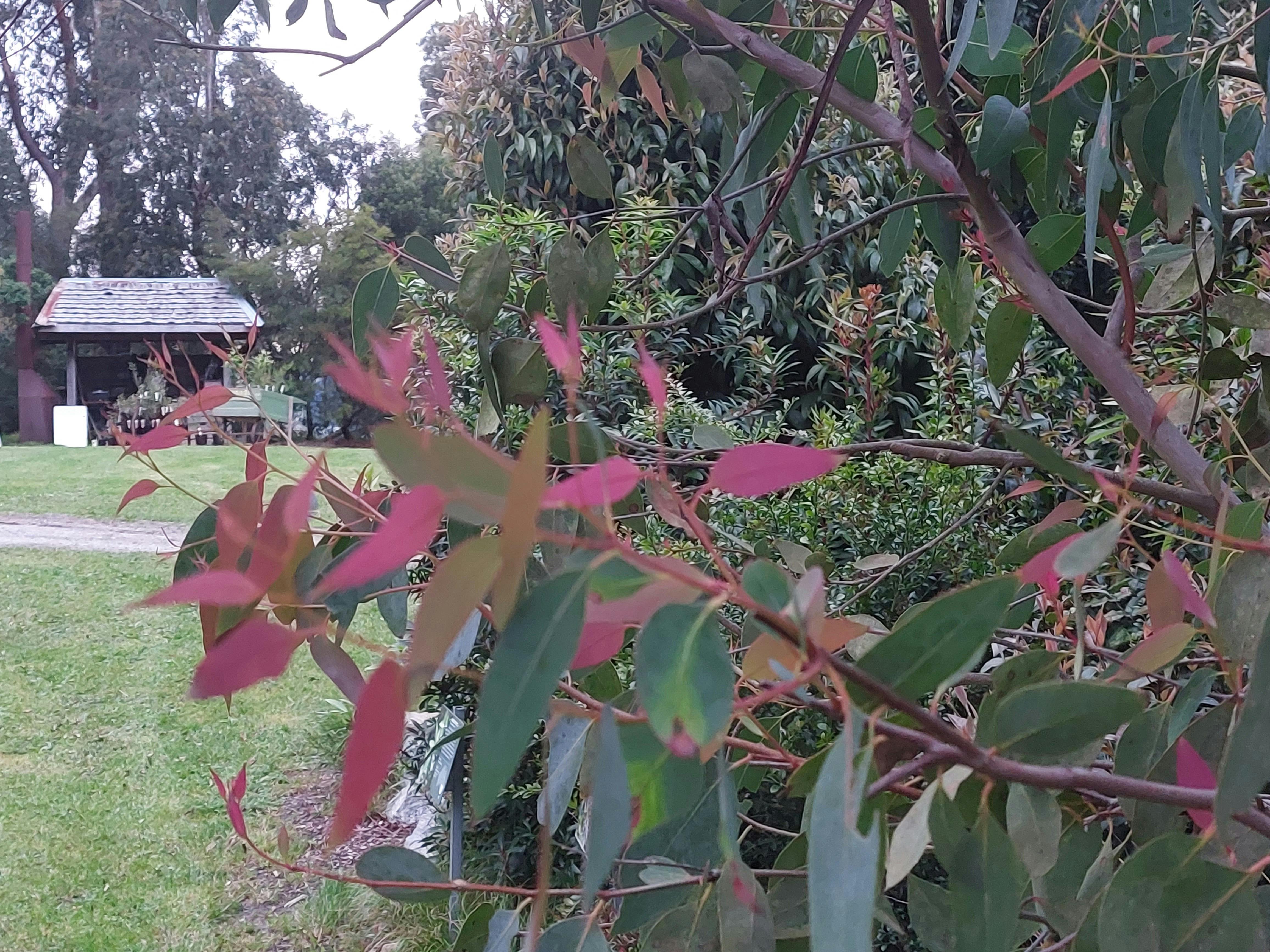 Native Pantry bushfood cooking school in Tynong North - The Fold: Your ...