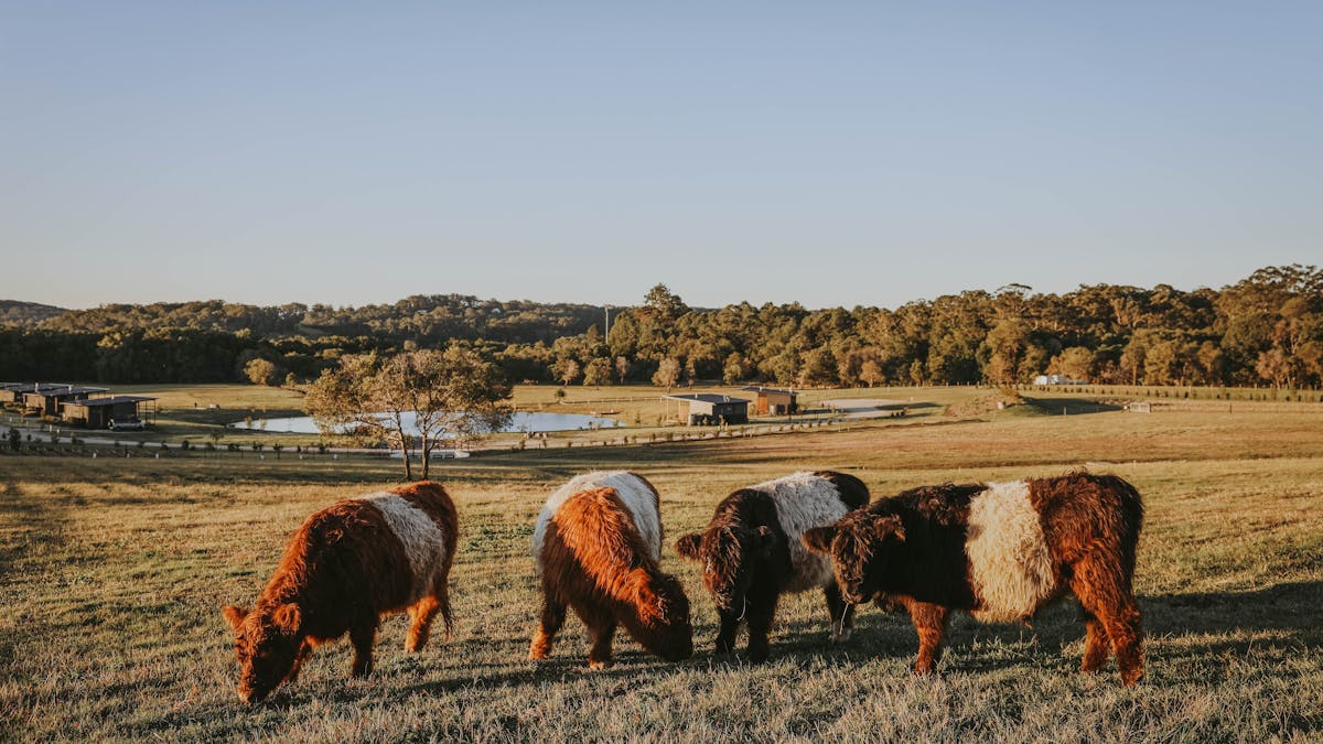 Sixty6 Acres Woombye | Accommodation | Queensland