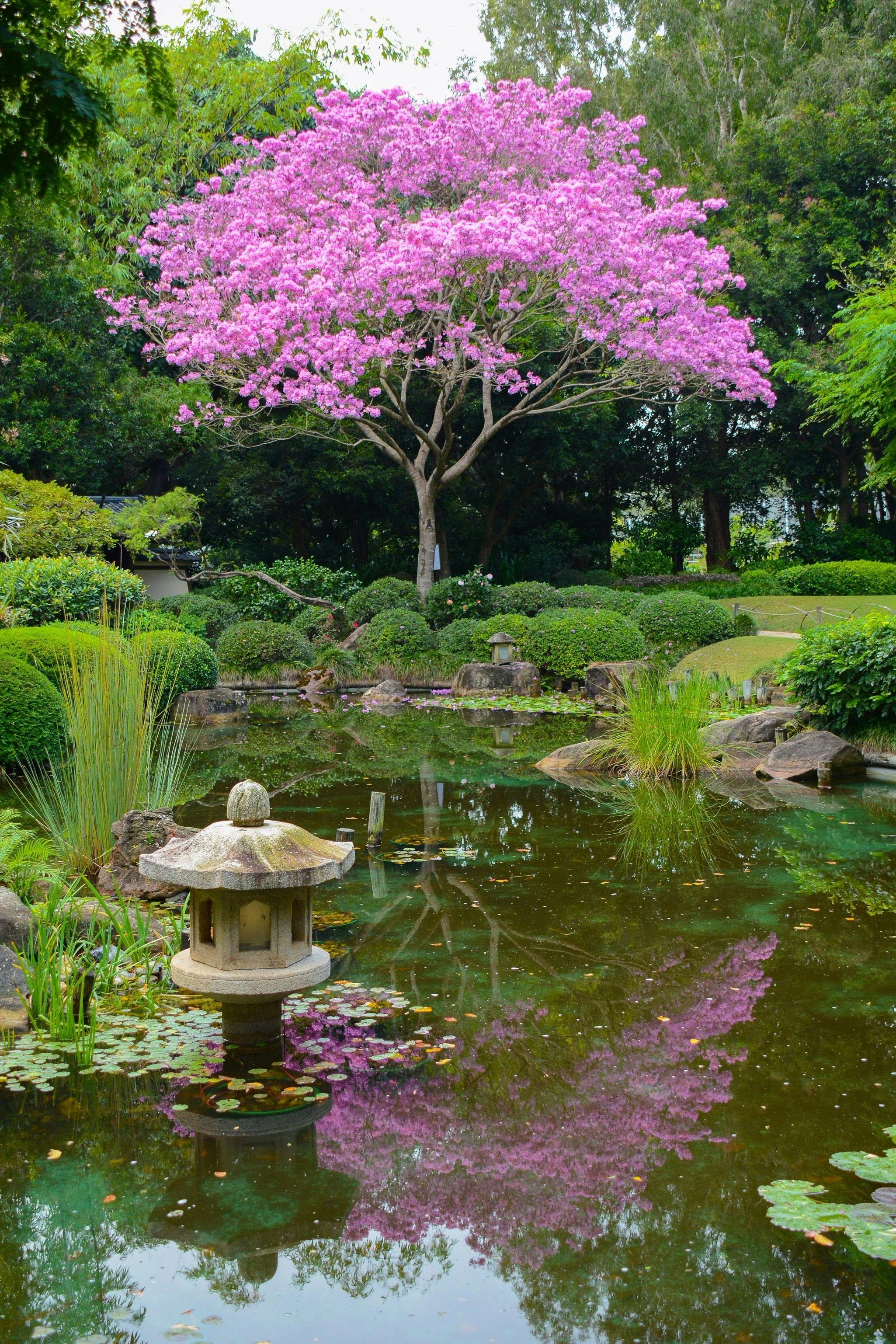 Brisbane Botanic Gardens Mount Coot-tha