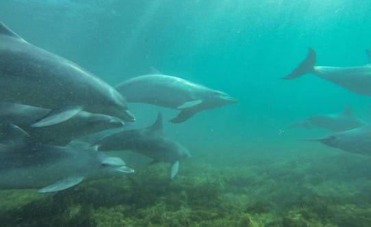 Baird Bay Experience - Baird Bay, Tour | South Australia
