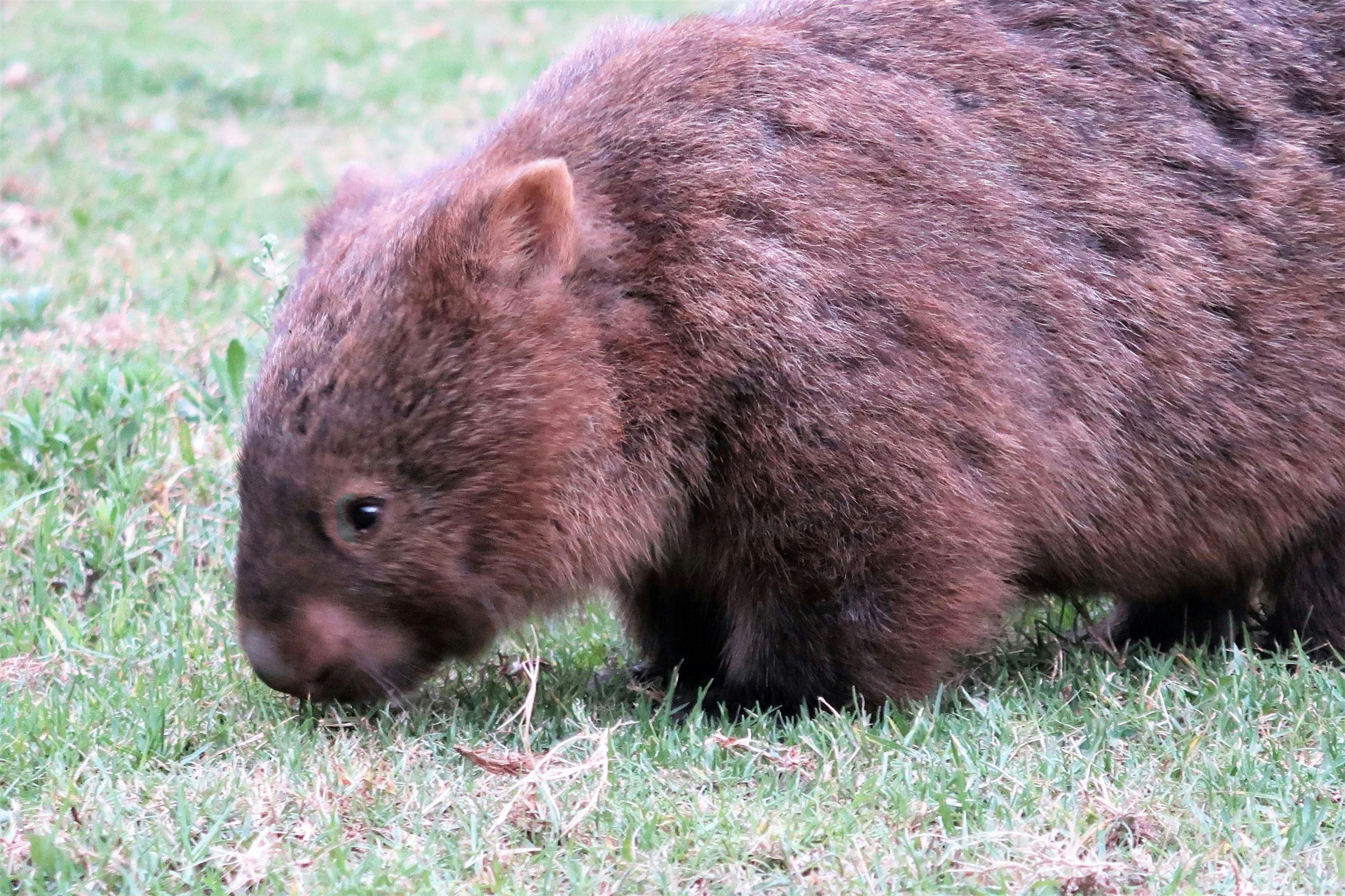 Walking with Wombats | Sydney, Australia - Official Travel ...