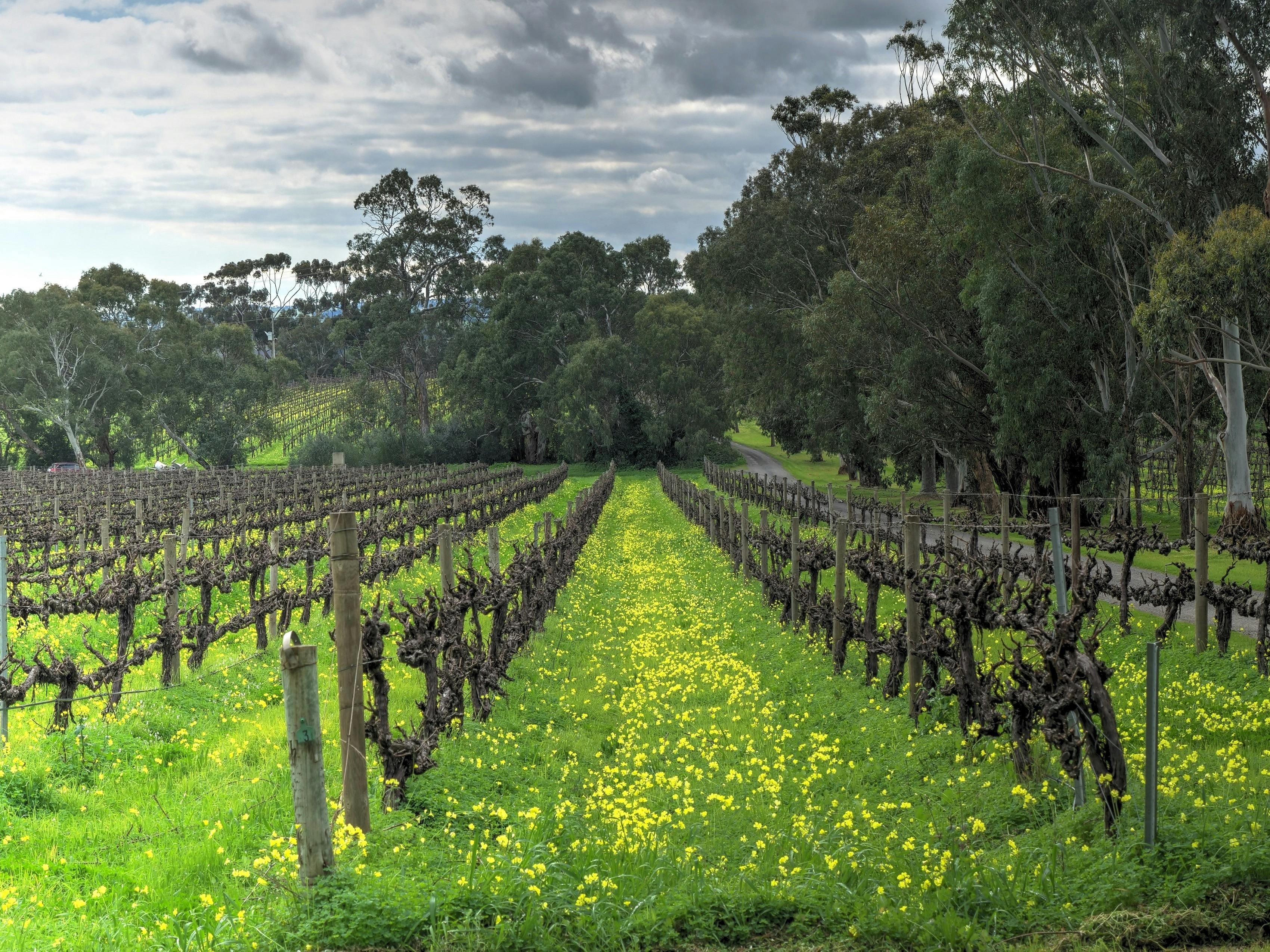 Battle of Bosworth Wines | McLaren Vale