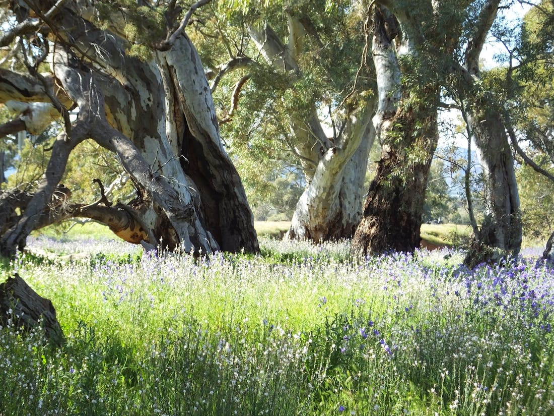 3 Day Flinders Ranges Experience Tour, Tour Service | South Australia