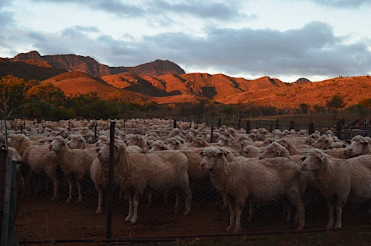 Merna Mora Station - Hawker, Accommodation | South Australia