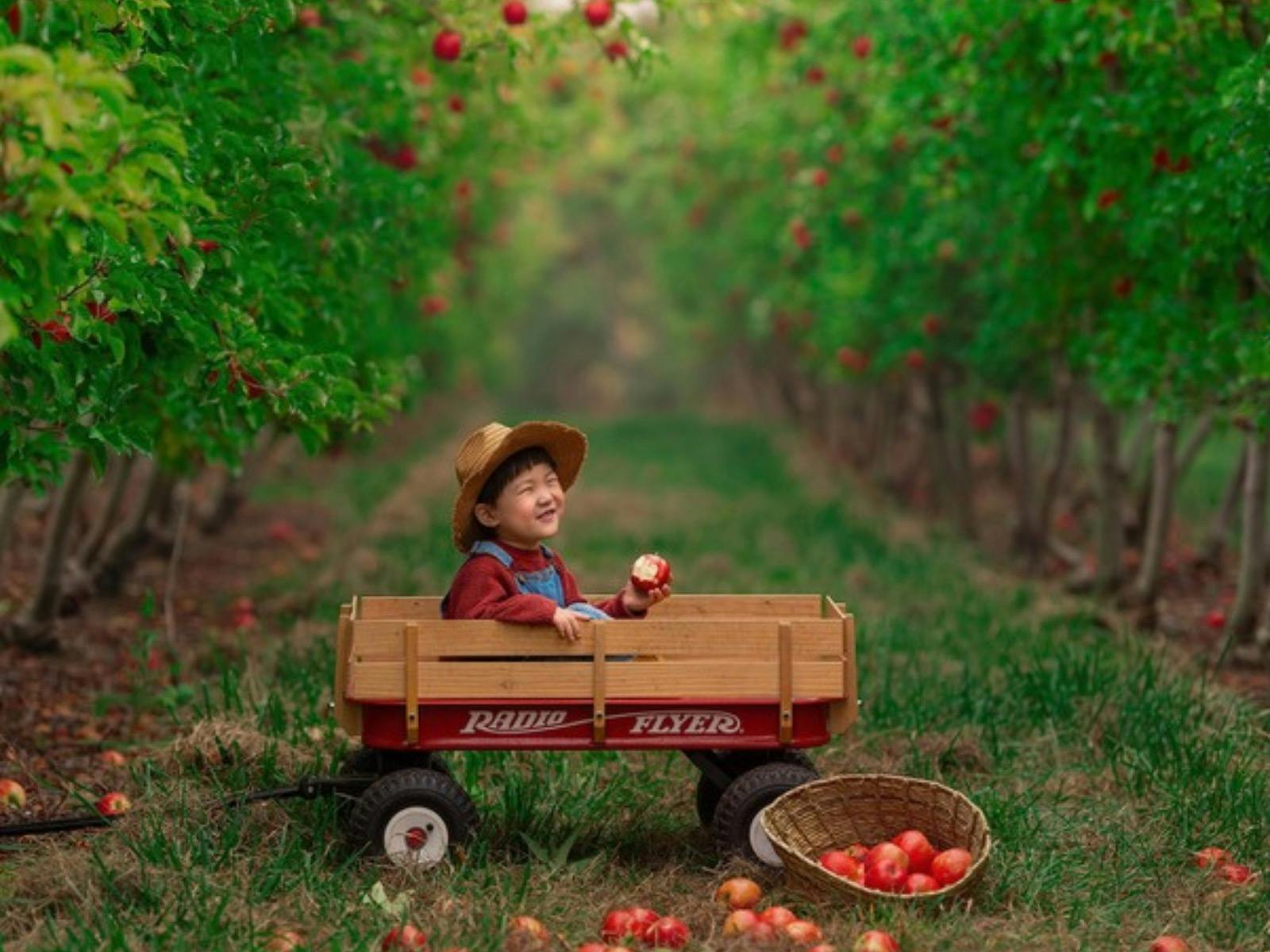 At Lenswood Pick Your Own Apples | Visit Adelaide Hills