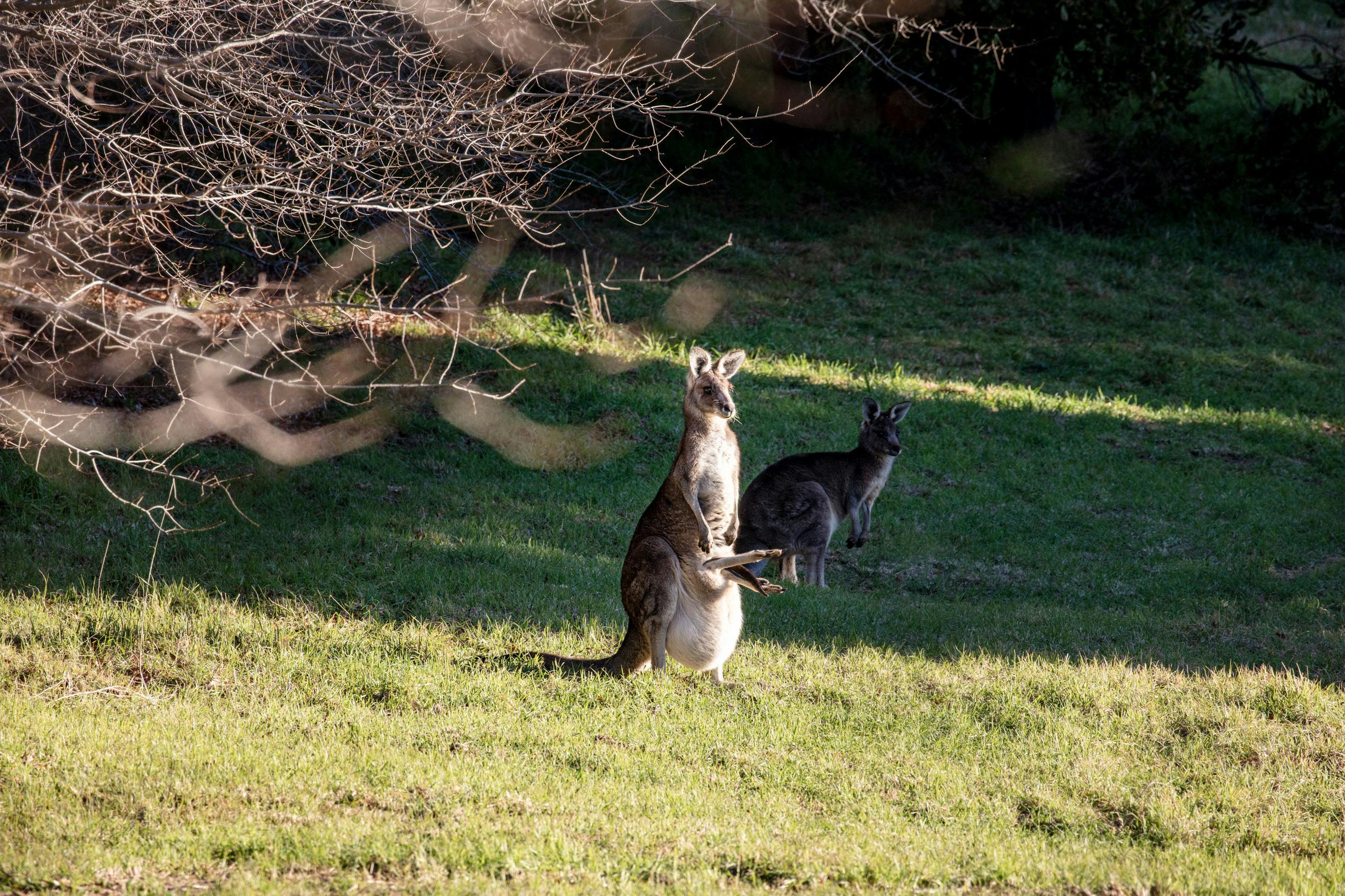 Stanley Cabin - Victoria's High Country