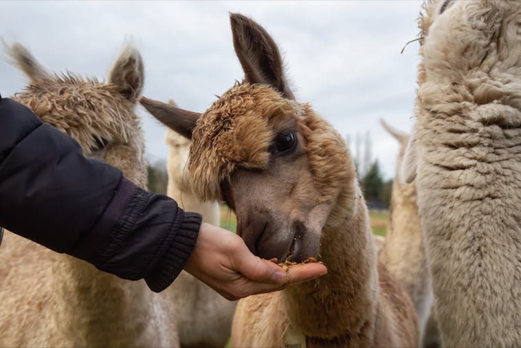 Alpaca Farm 1 Hour Tour - Hindmarsh Valley, Tour Service | SA Tourism